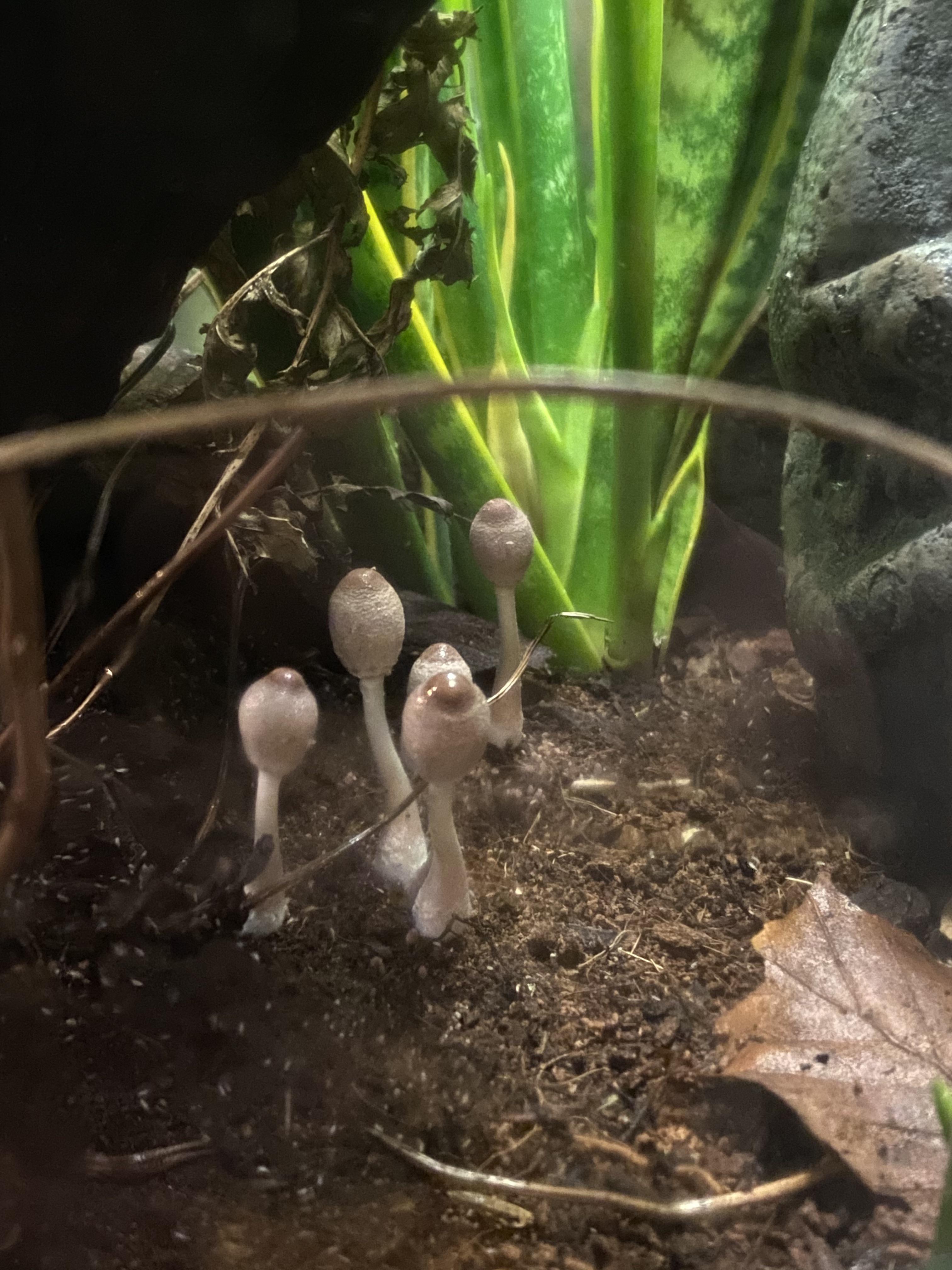 My bioactive enclosure decided to sprout some mushrooms randomly after months of being set up ...