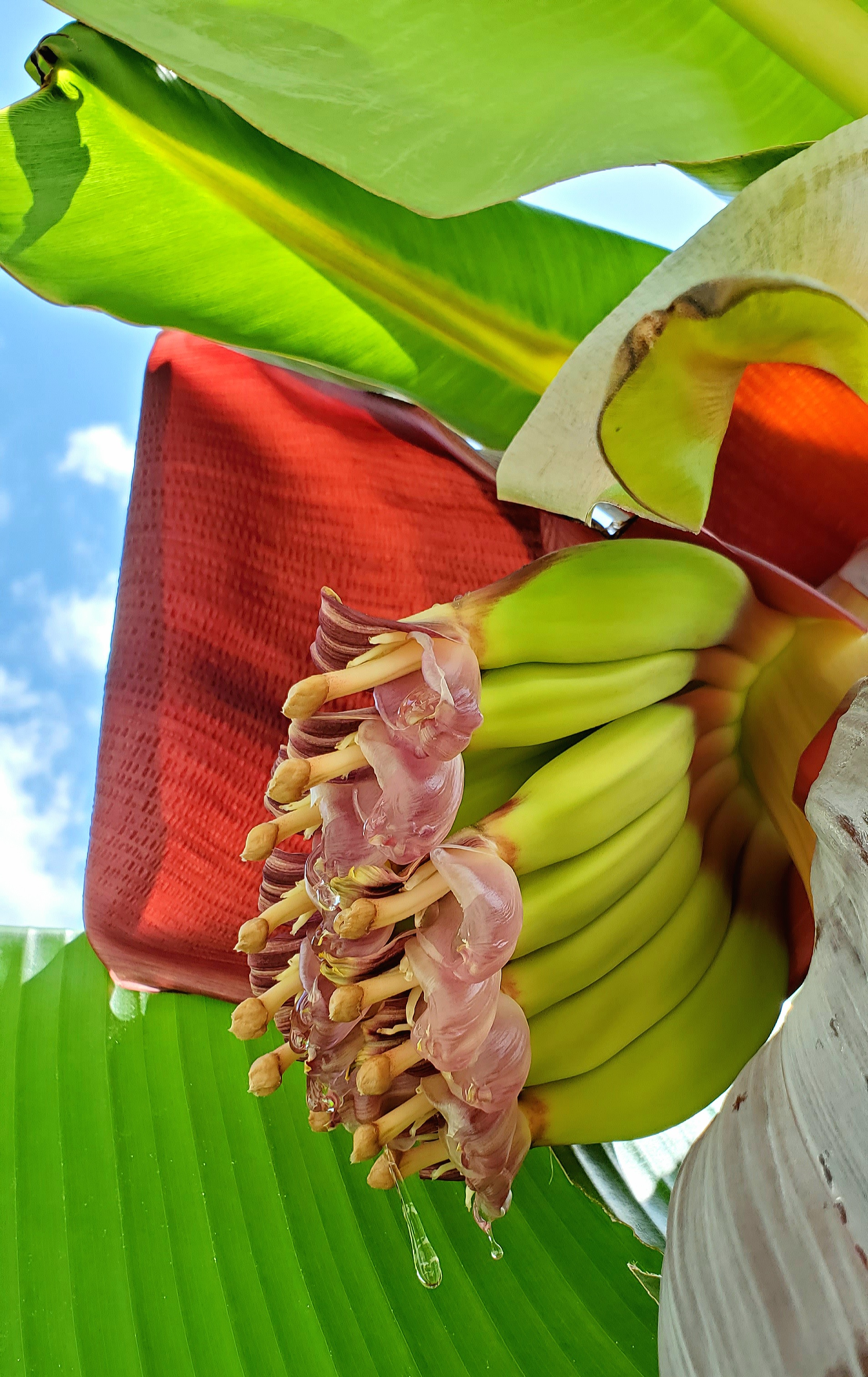 My Blue Java Banana Tree Flowering Also Known as 'Ice Cream Bananas ...