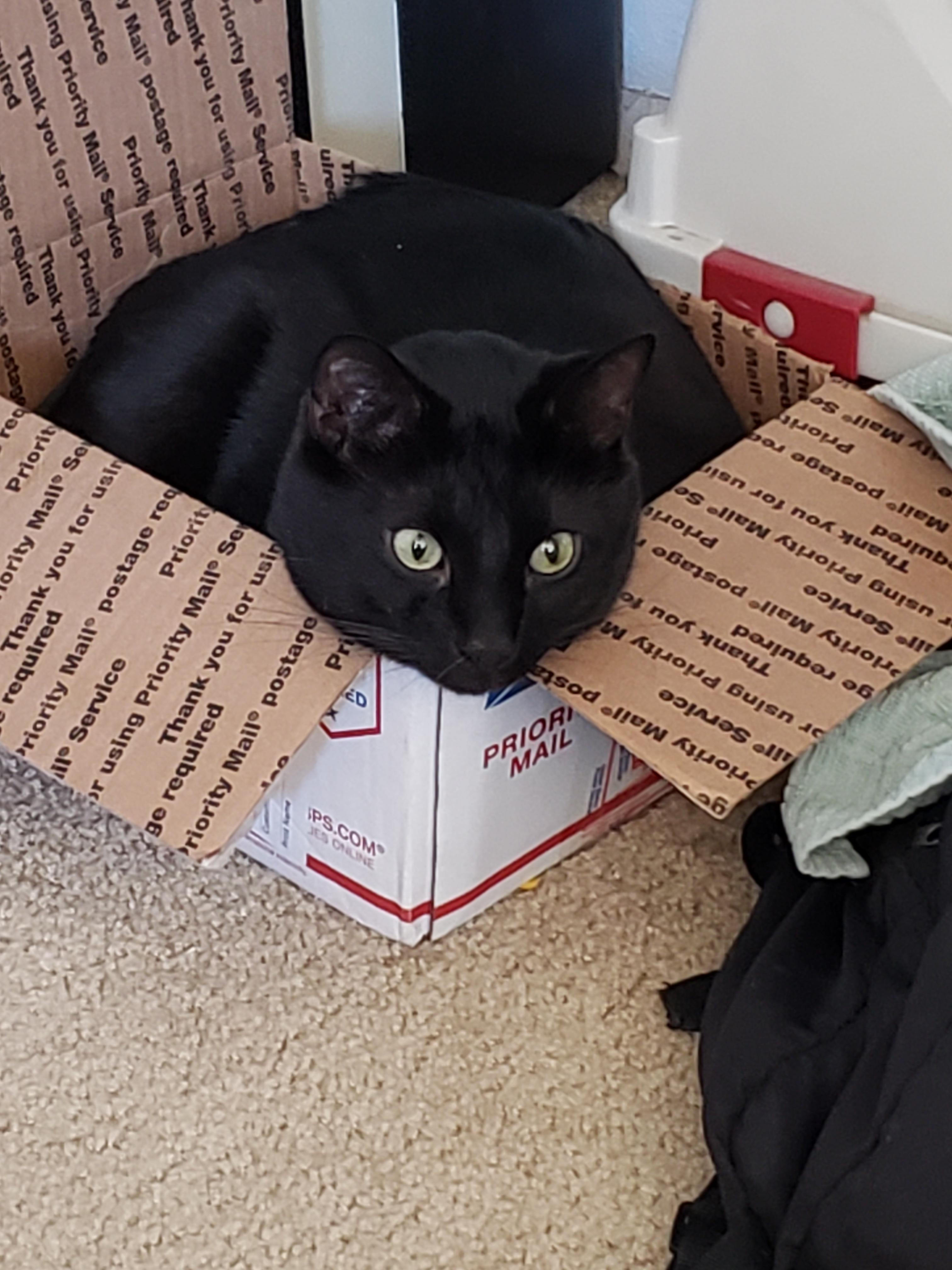 My boi just chillin in his box | Scrolller