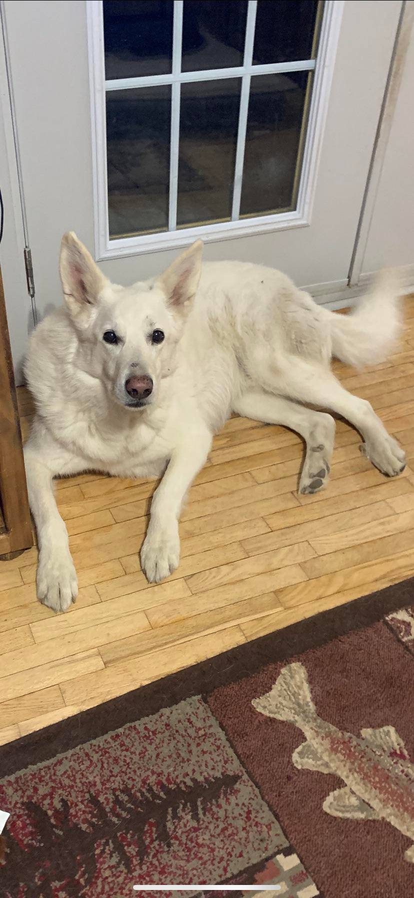 My boy is NINE today! 🥳💕 | Scrolller