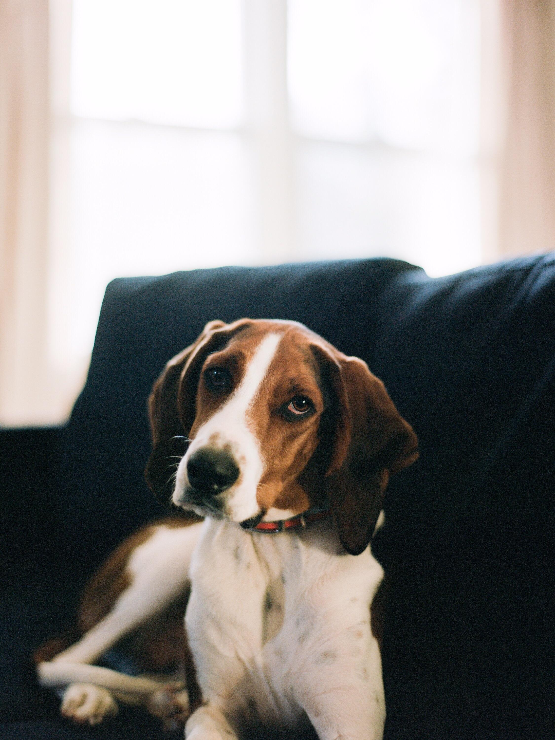 My boy Red post-afternoon nap. | Scrolller