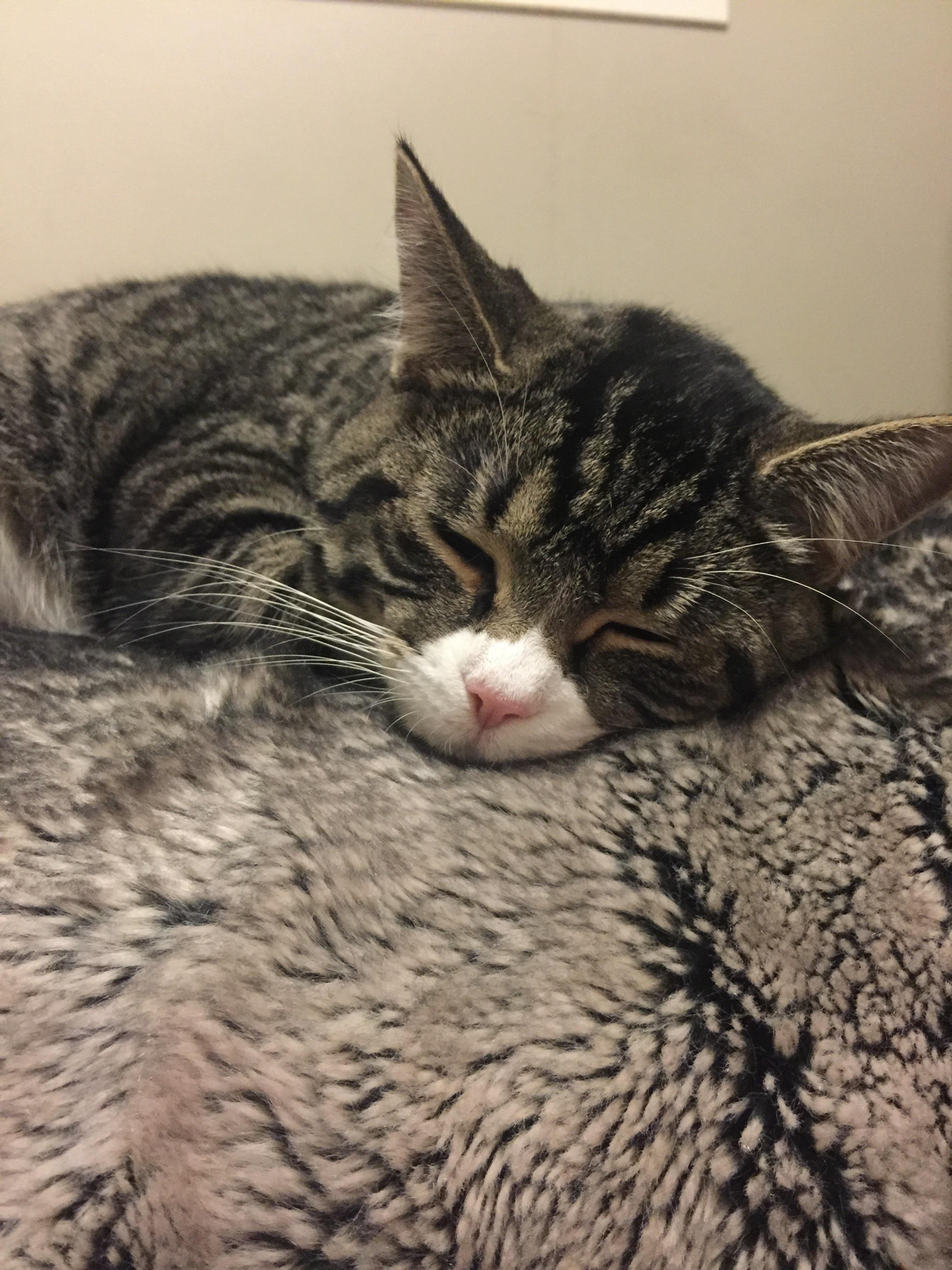 My boy Theodore (Theo) | Scrolller