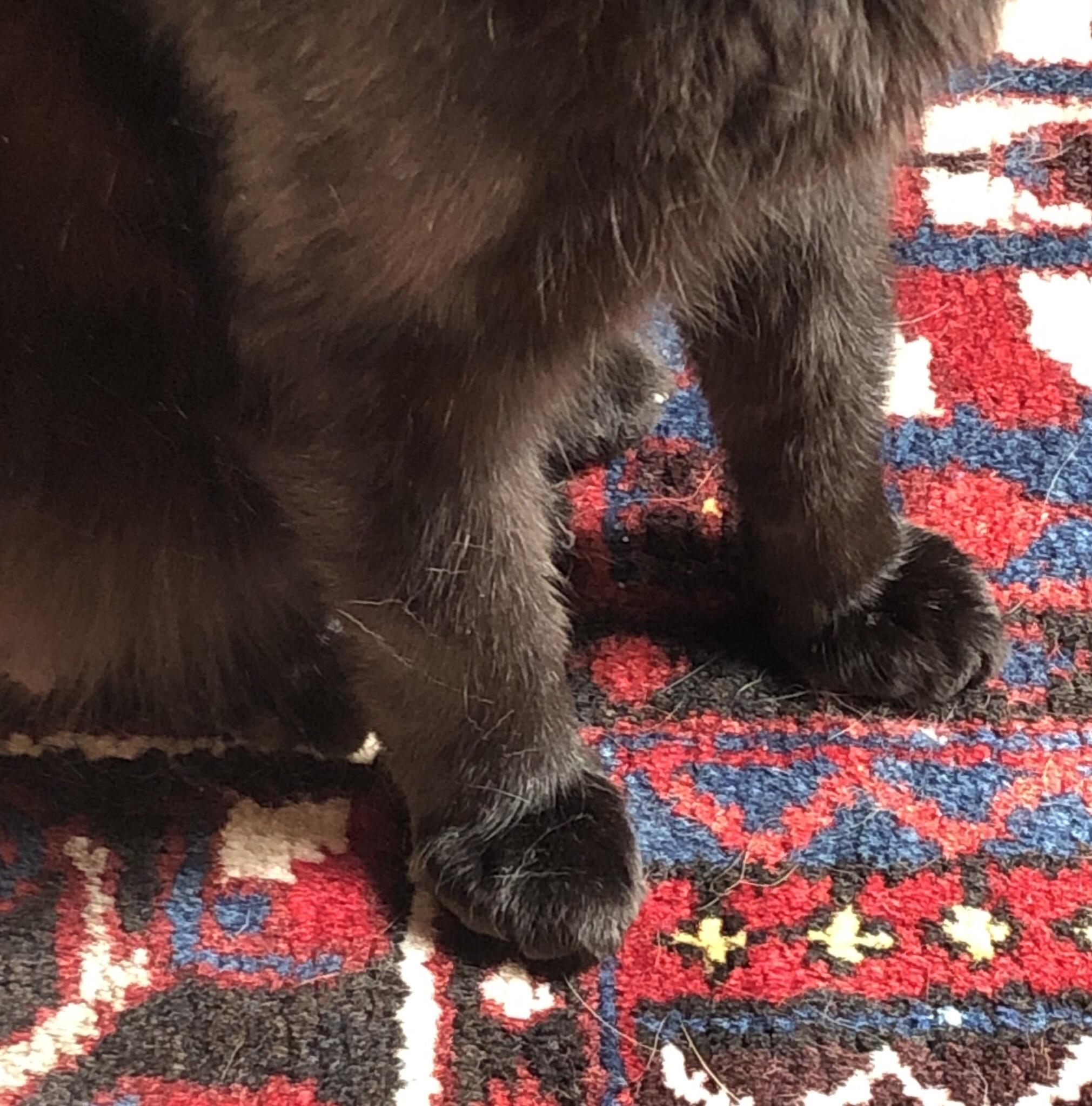 My boys cut lil paws 🐾 | Scrolller