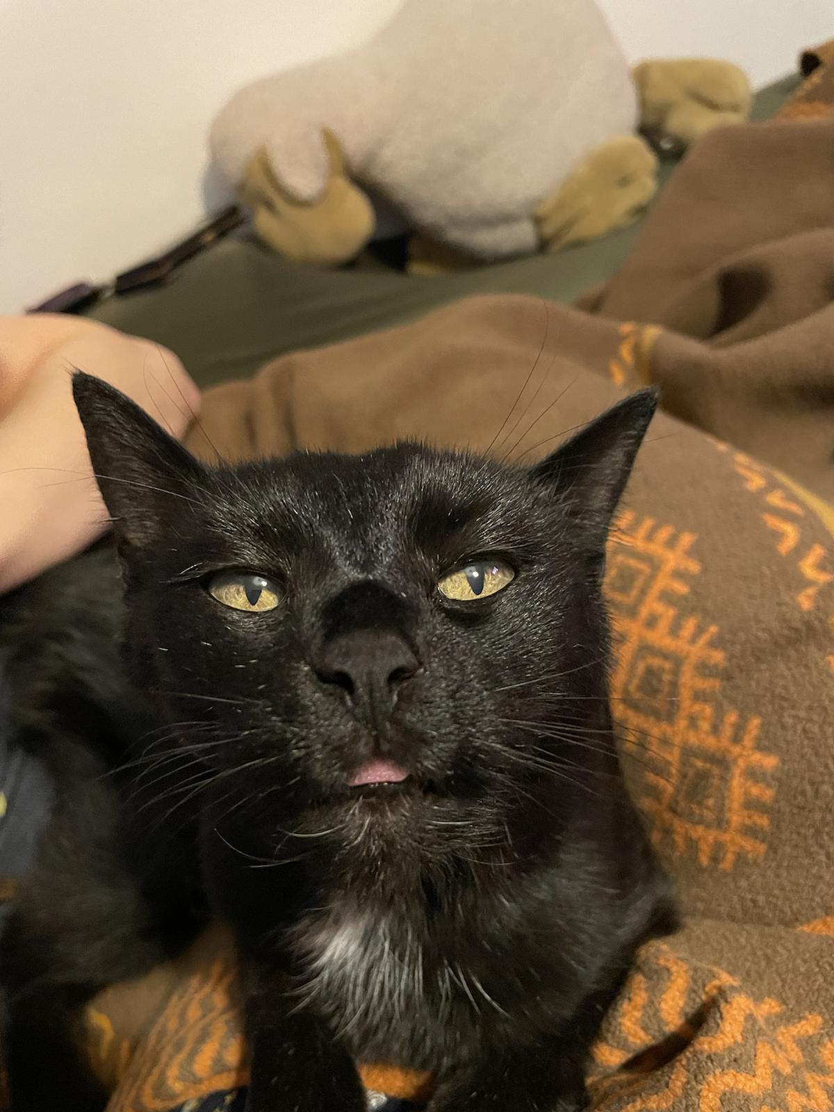 My brothers very derpy cat, Baghira | Scrolller