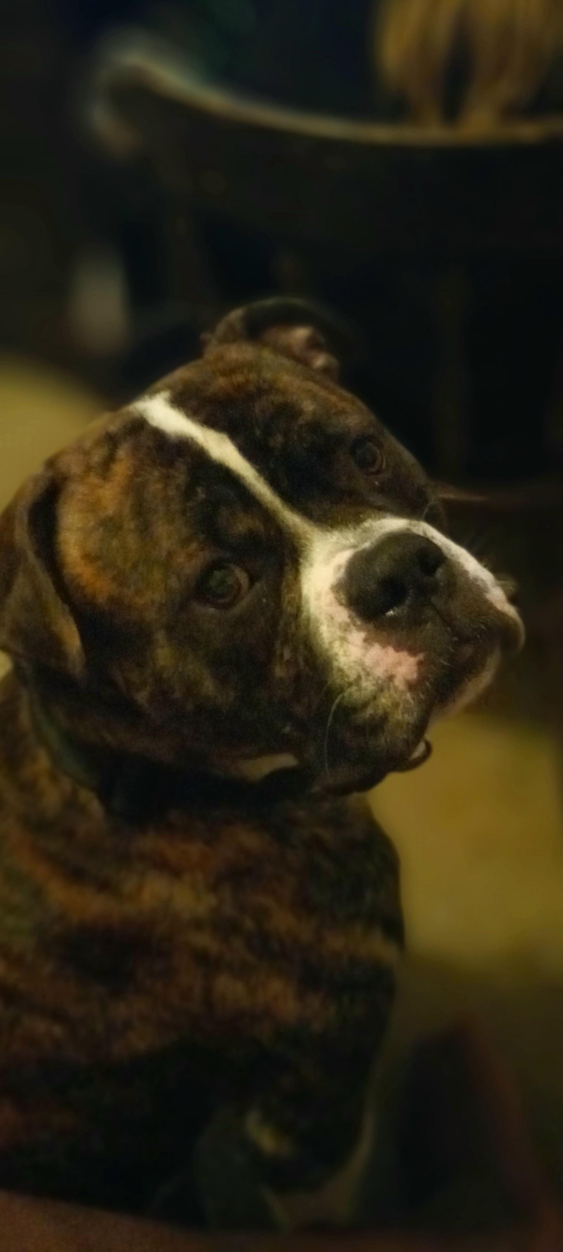 MY BUDDY GOKU | Scrolller