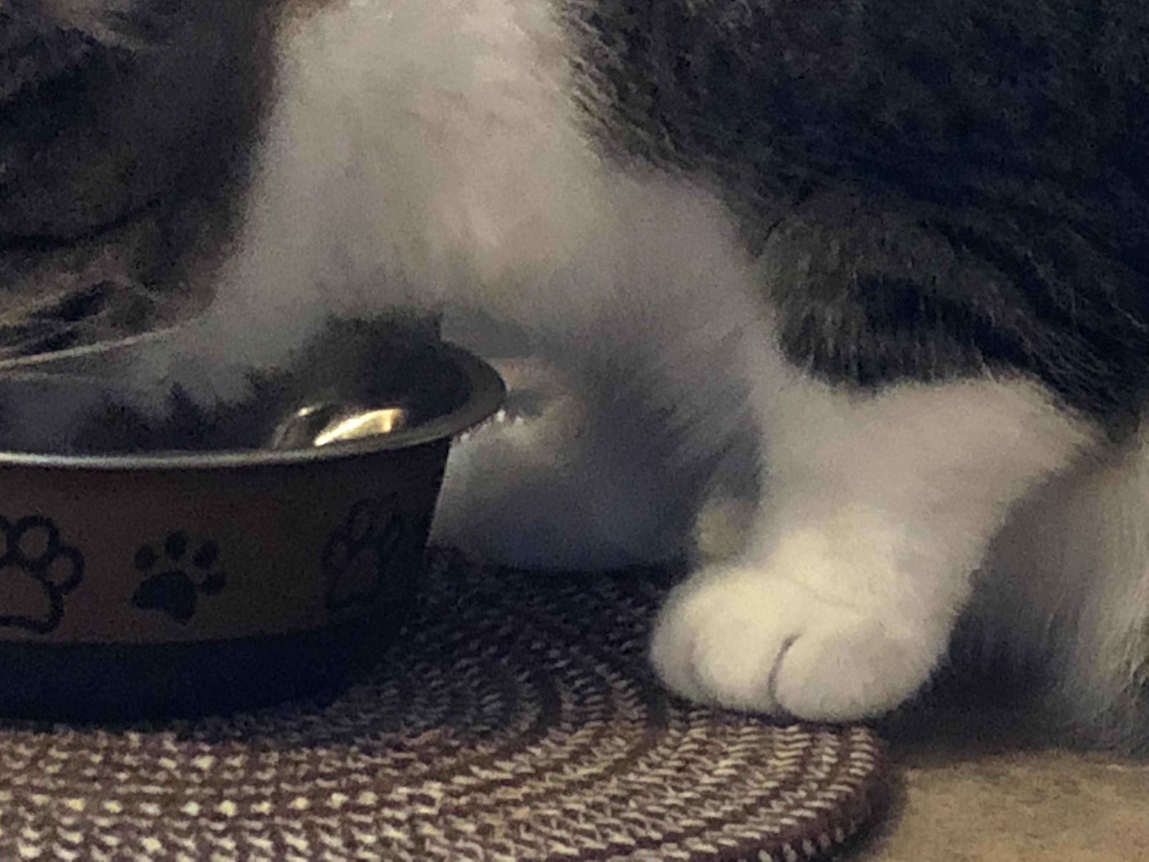 My buddy’s paw | Scrolller