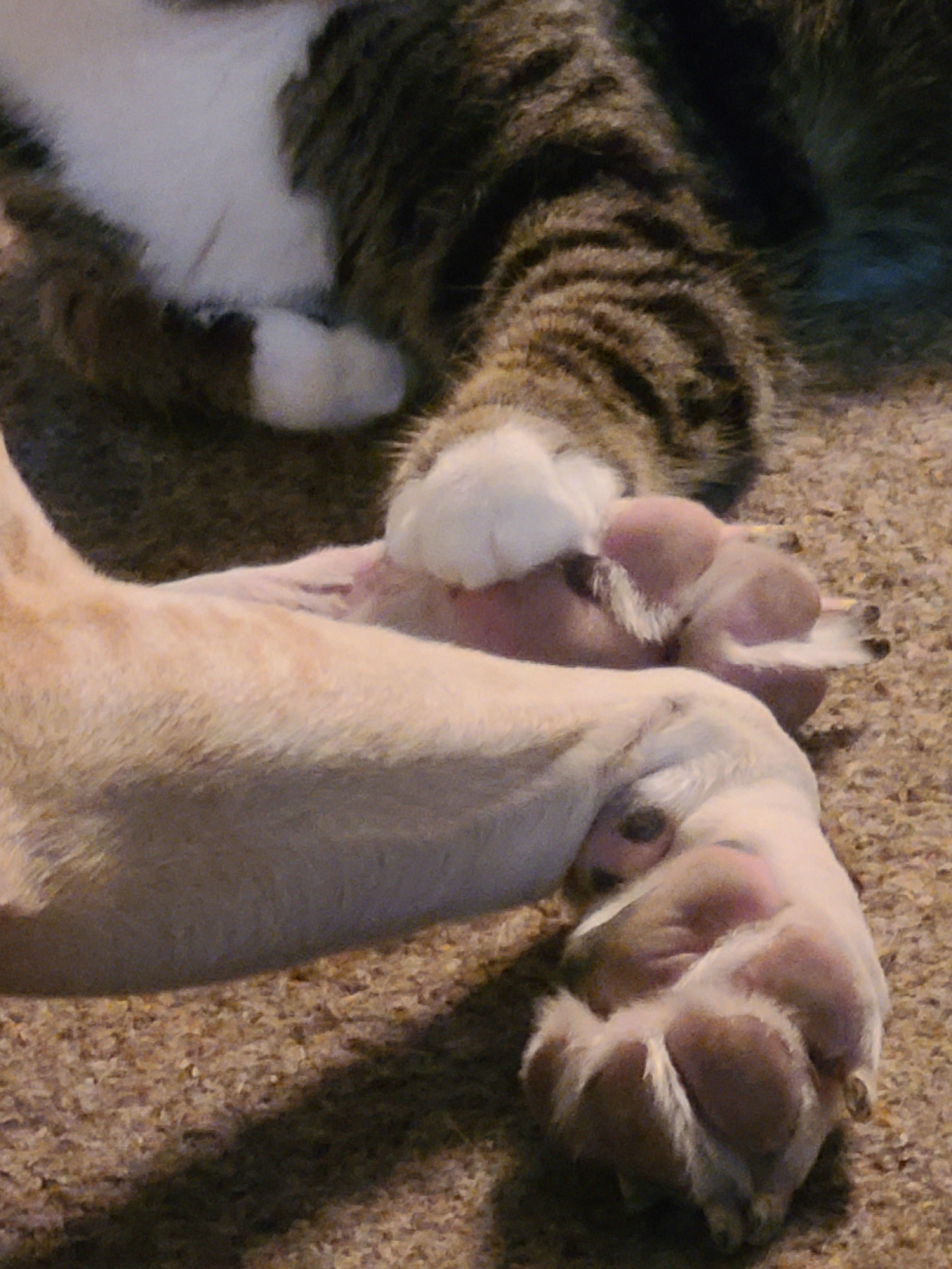 My cat & dog holding paws 💕 | Scrolller