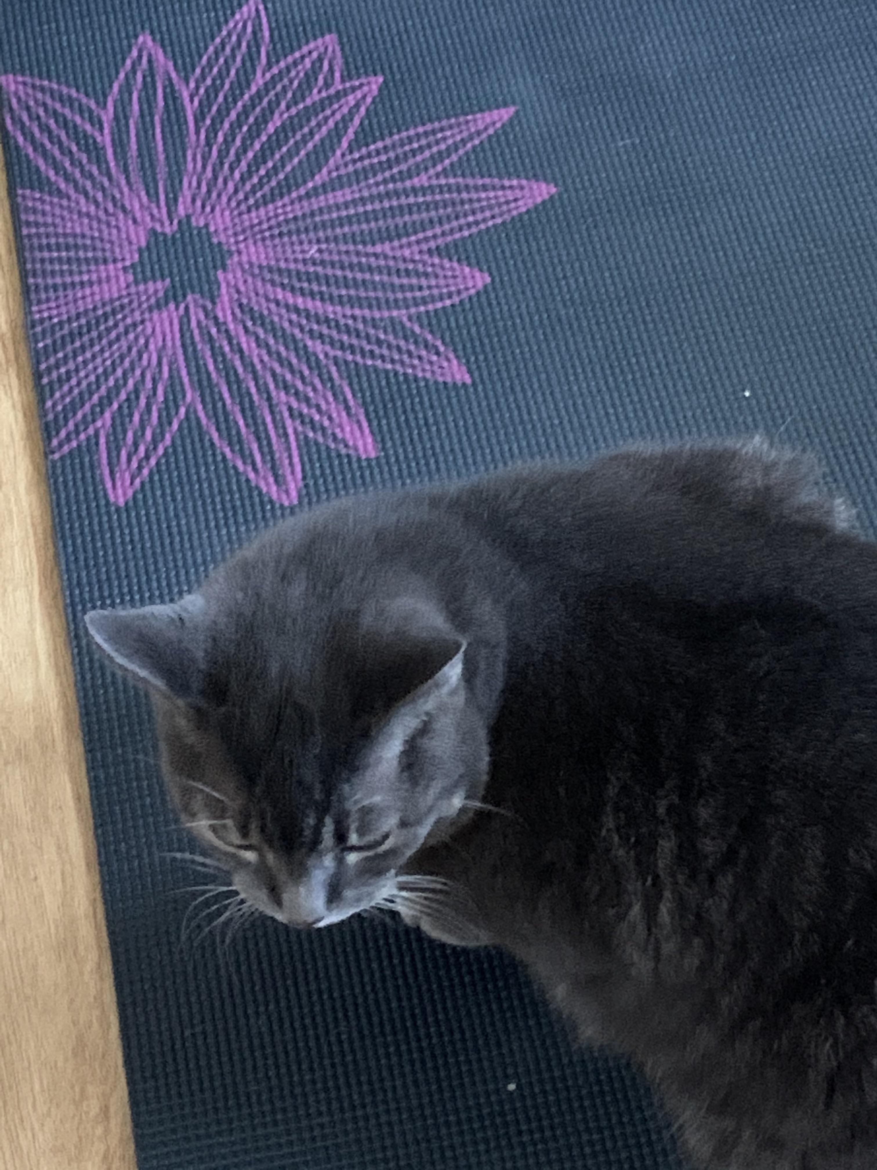 My cat chilling on my mat after yoga practice was over | Scrolller
