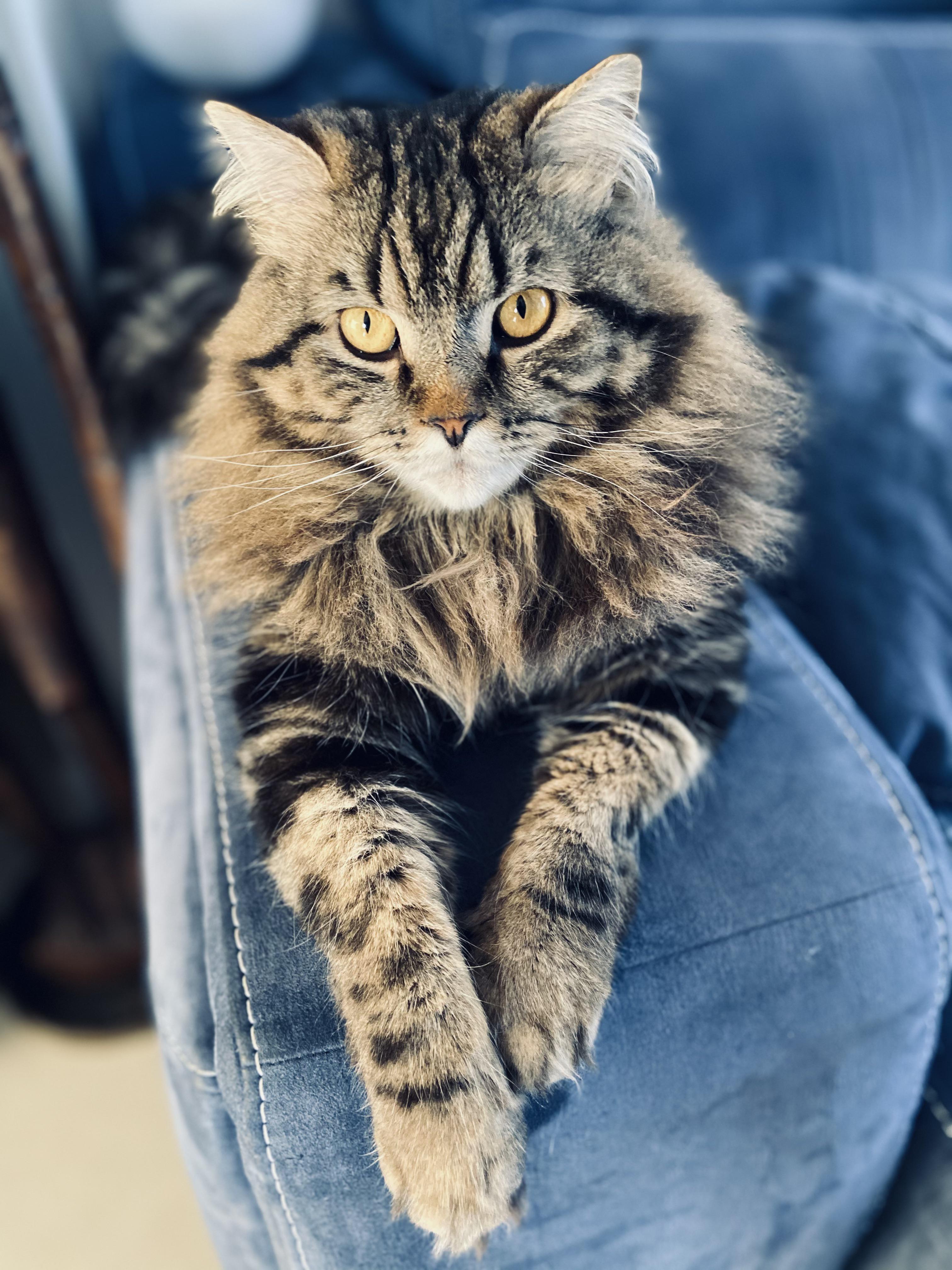 My cat has a side quest | Scrolller