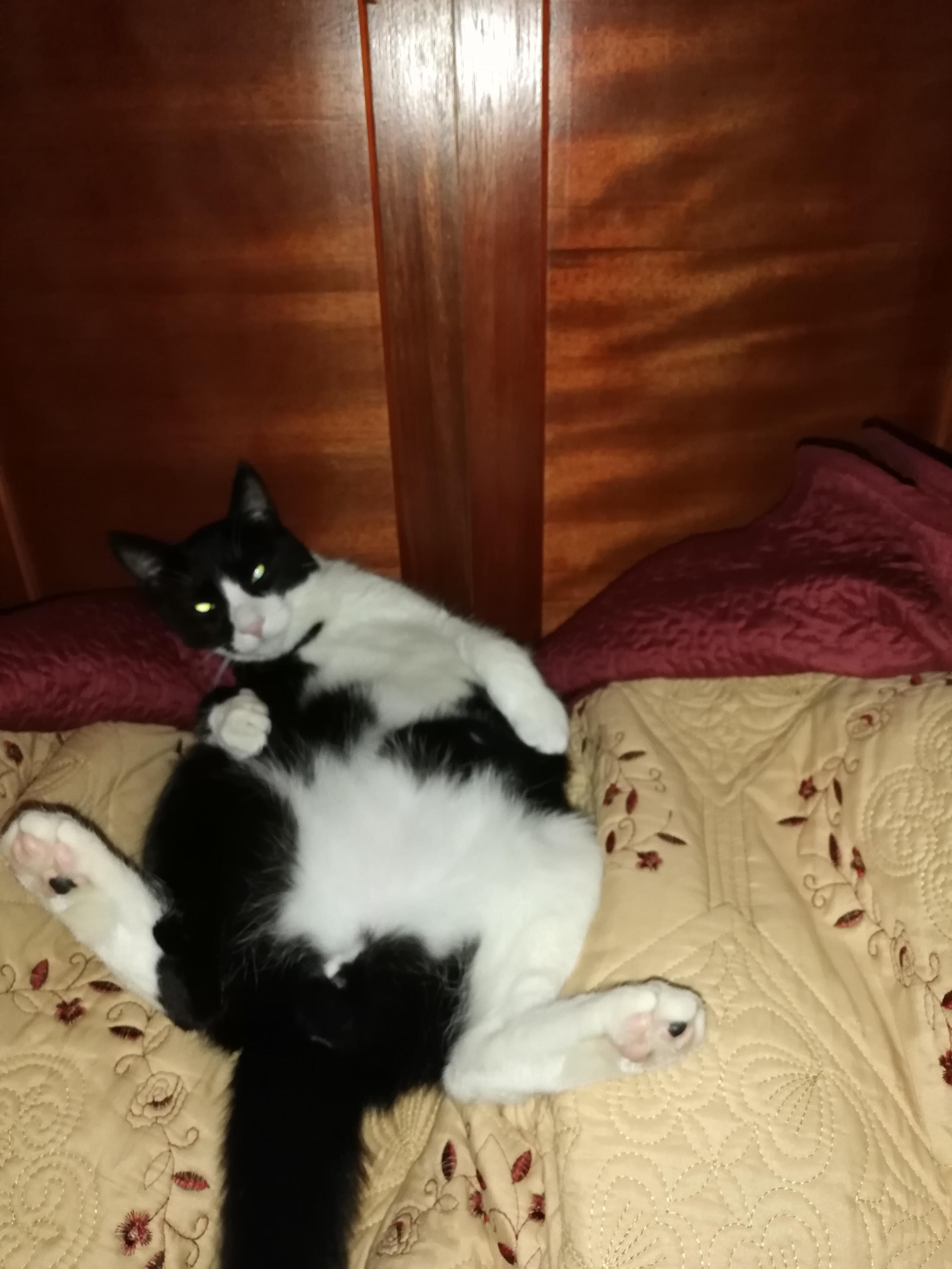 My cat is broken. | Scrolller