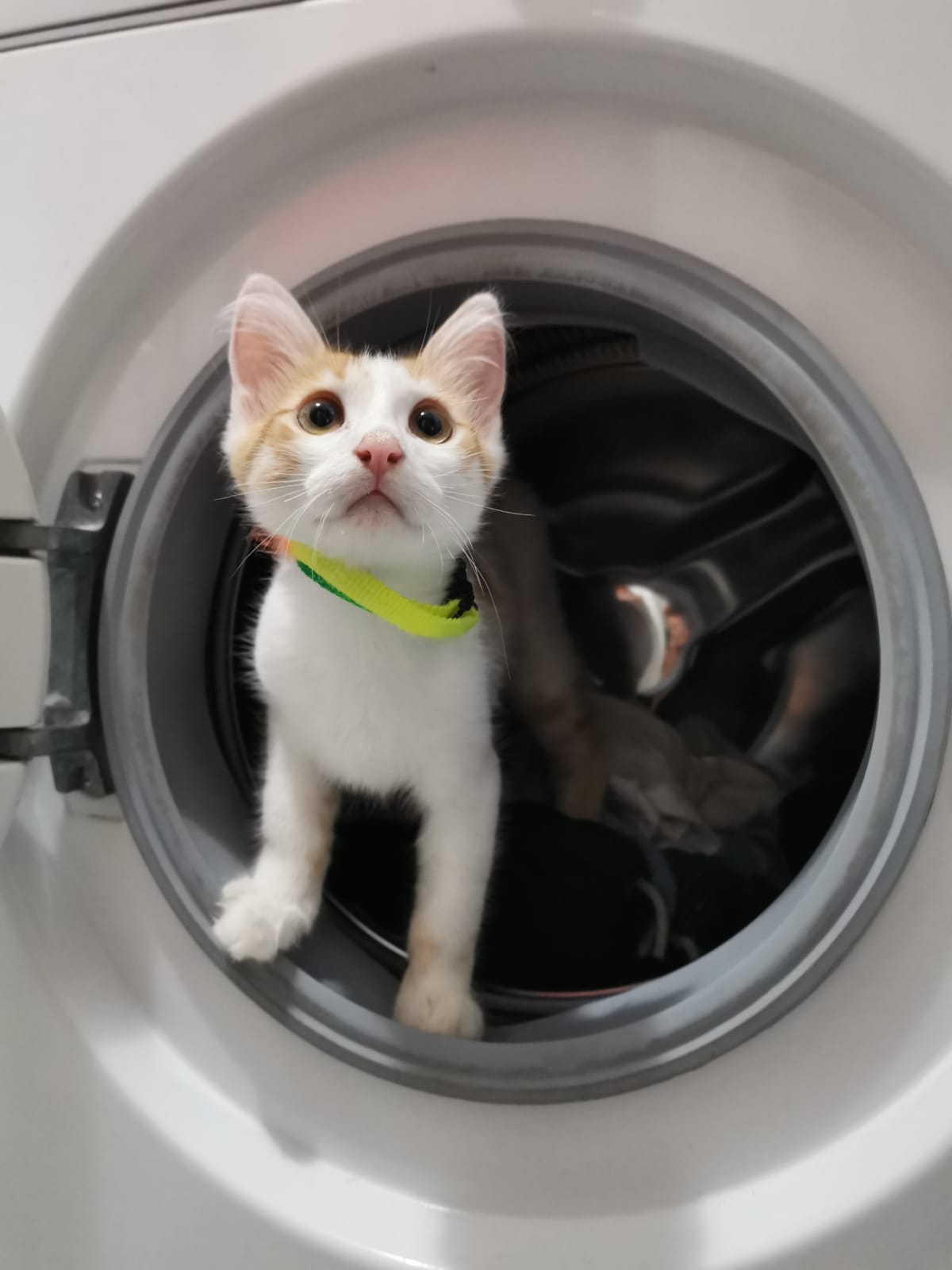 My Cat Lilo Scrolller