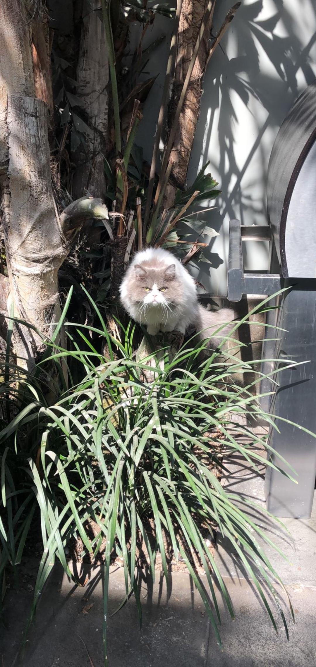 My cat looks a bit grumpy today | Scrolller