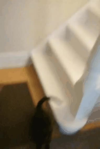 My cat loves to play fetch on the stairs🤔 Caught her running down the stairs three legged while ...