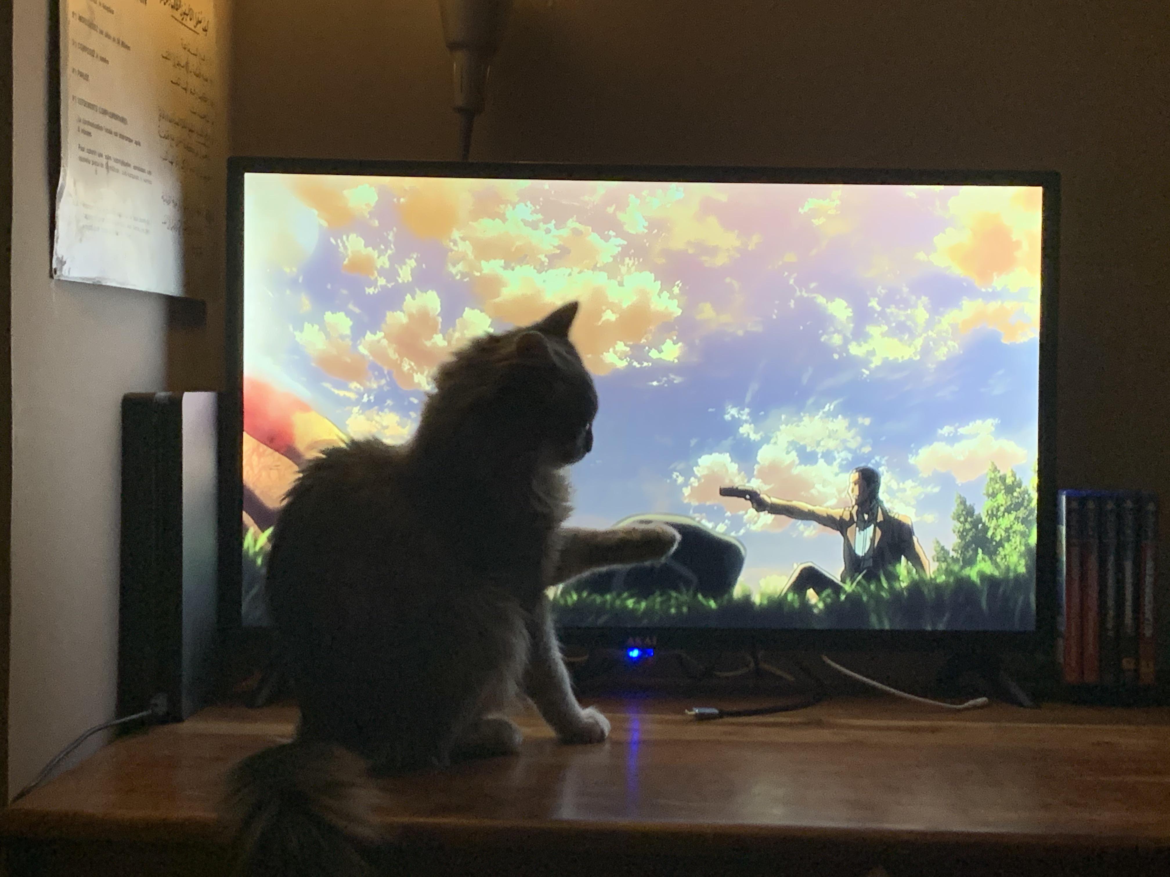 My cat Pablo in an interdimensional standoff | Scrolller