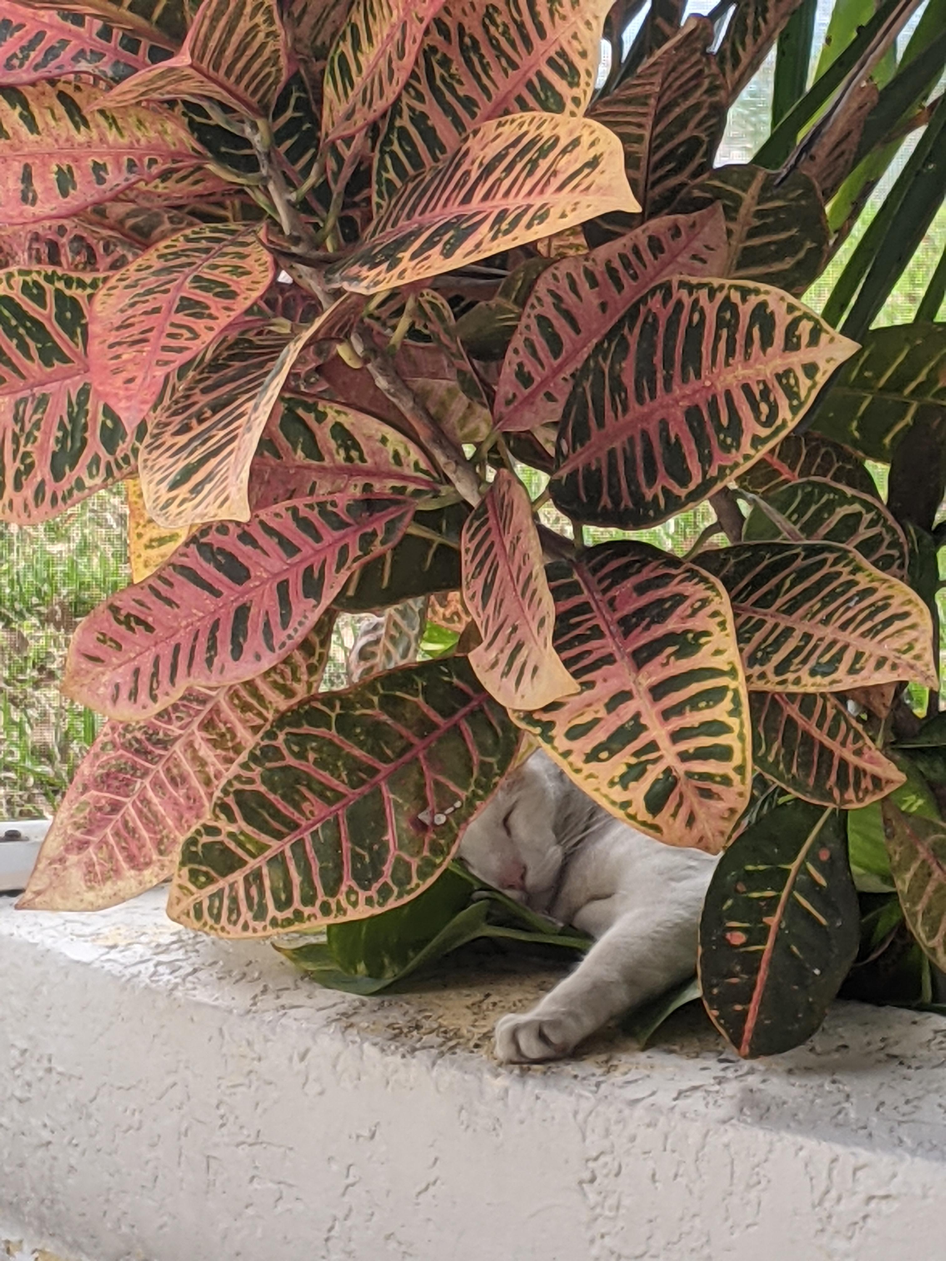 My cat returns to being king of the jungle | Scrolller