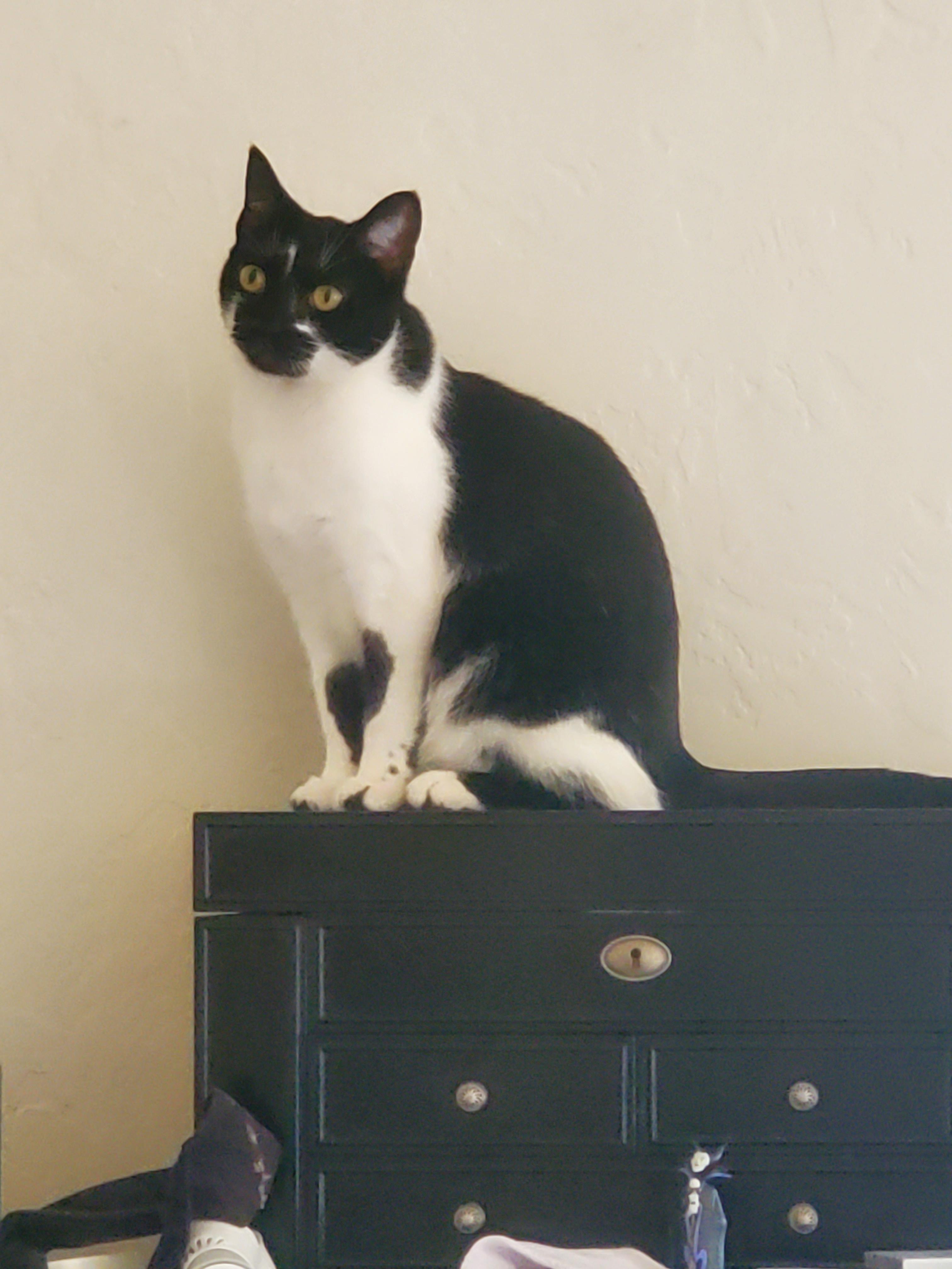 My cat smudge | Scrolller