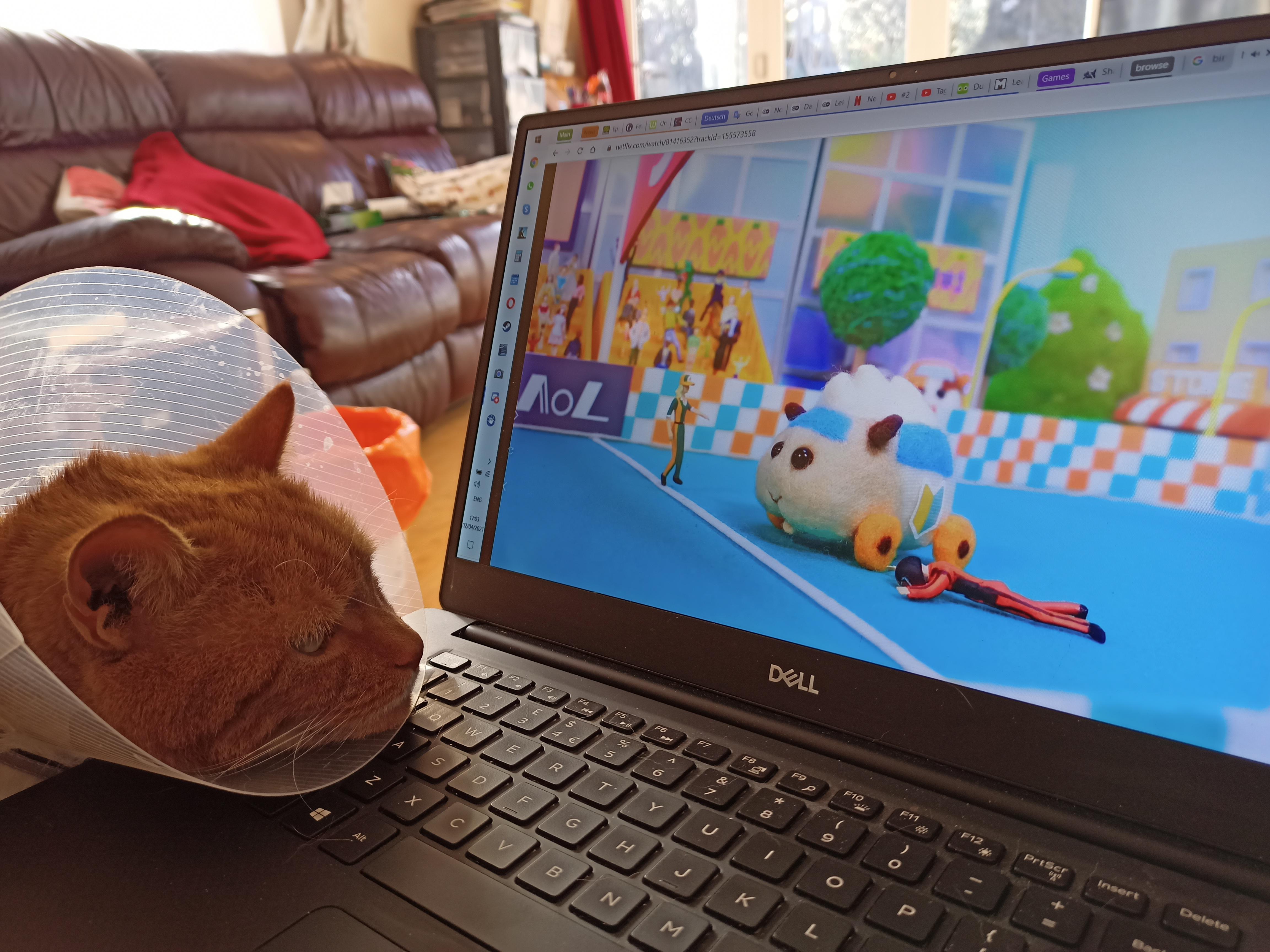 My cat watching Pol Pol Molcar | Scrolller