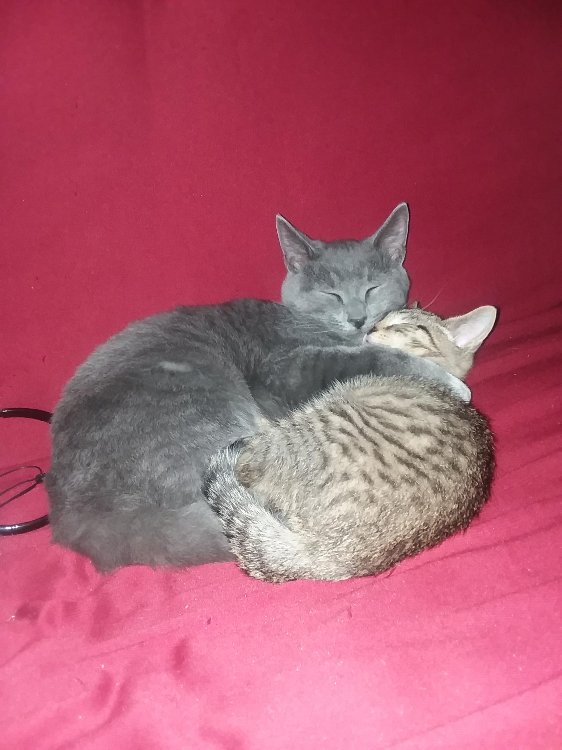 My cats, Axel and Taz | Scrolller