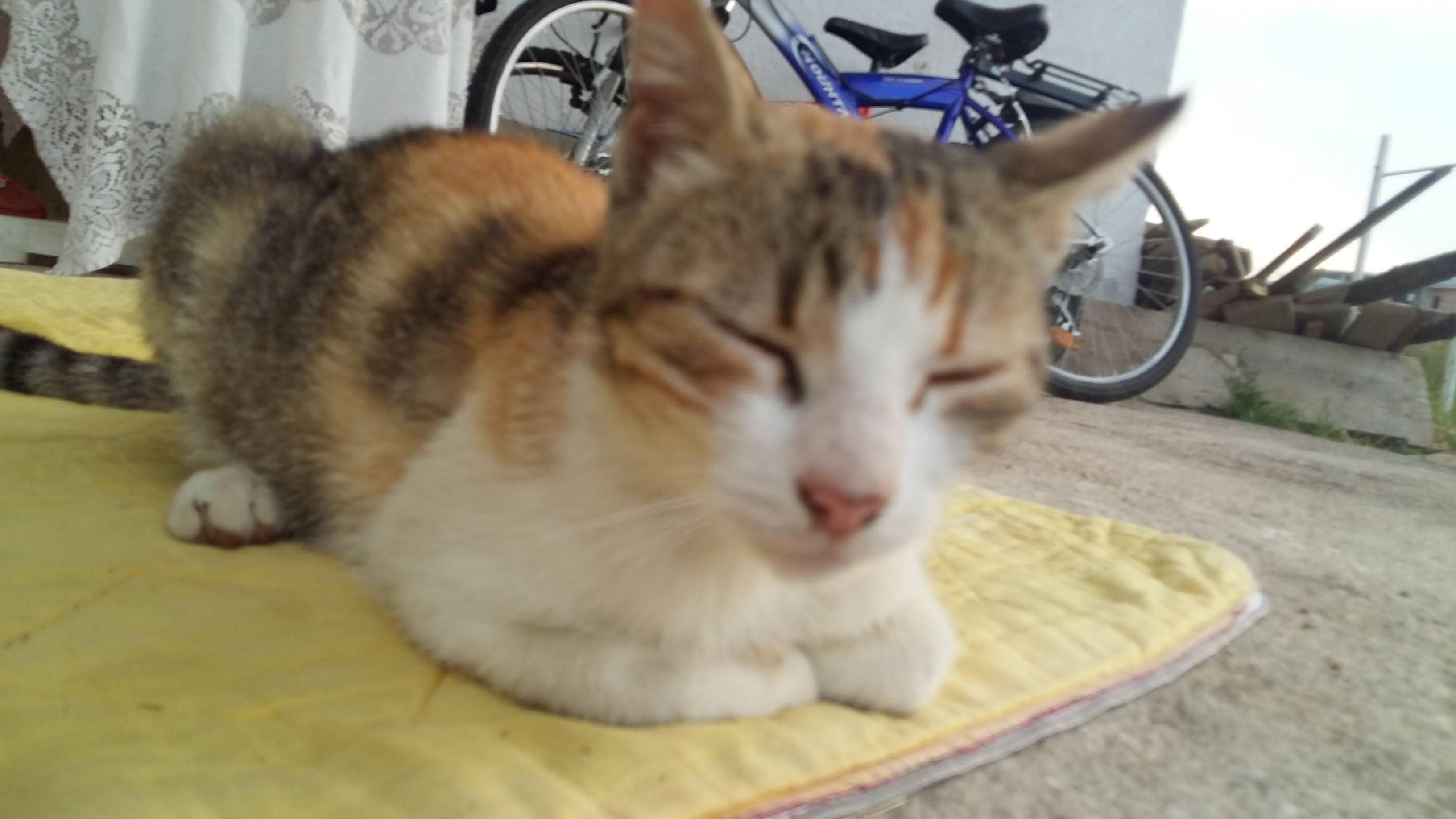 My cat's first loaf | Scrolller