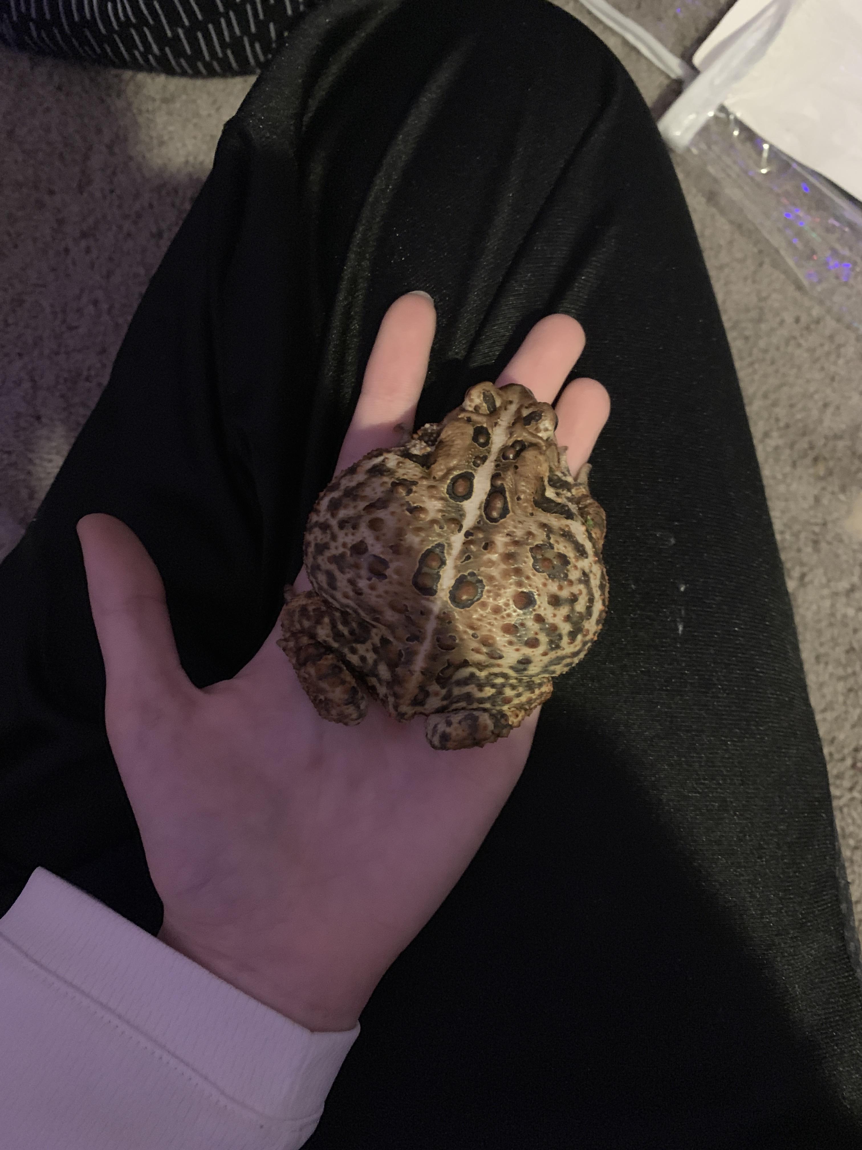 my chonk Margret! | Scrolller