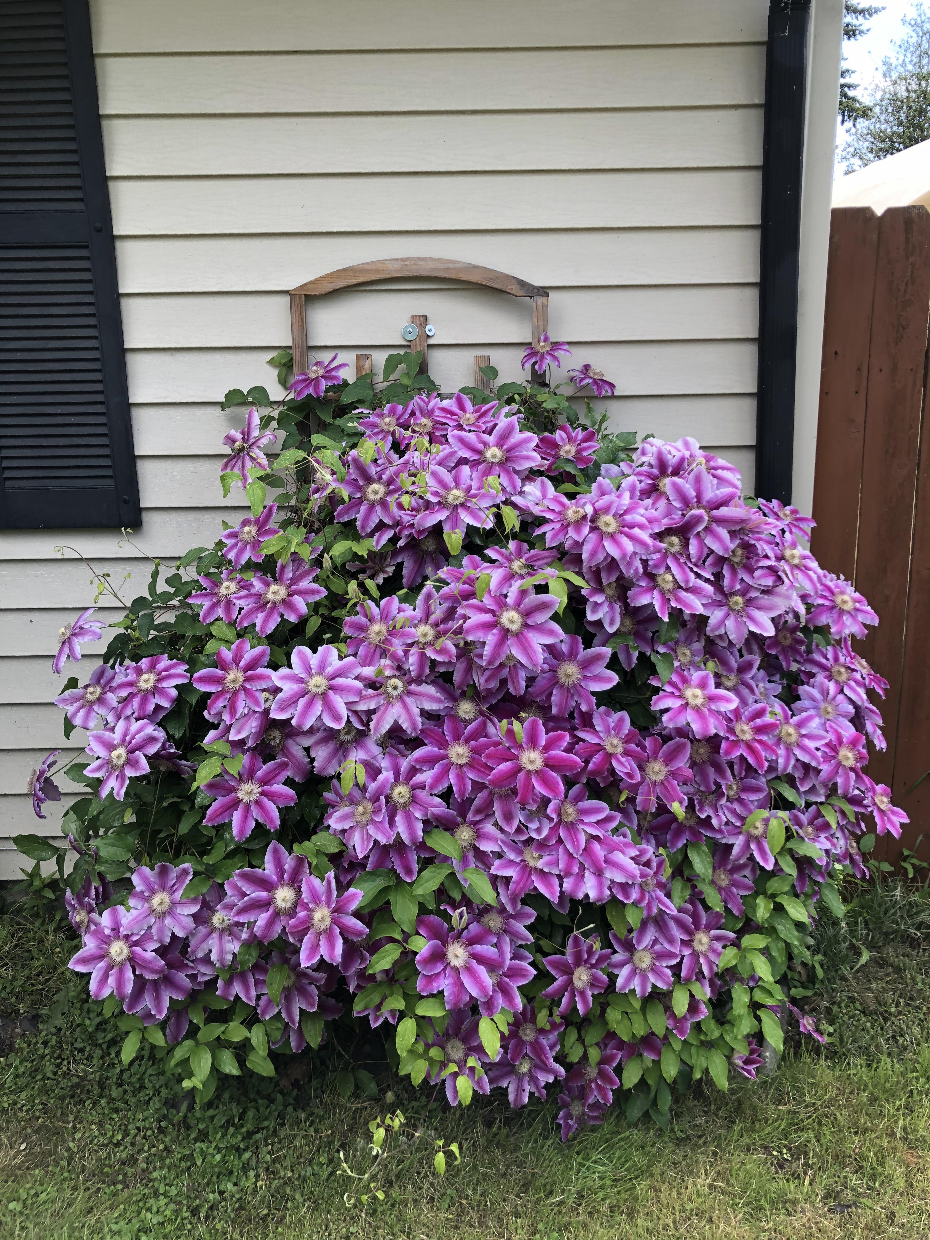 My Clematis is flaring up again... | Scrolller