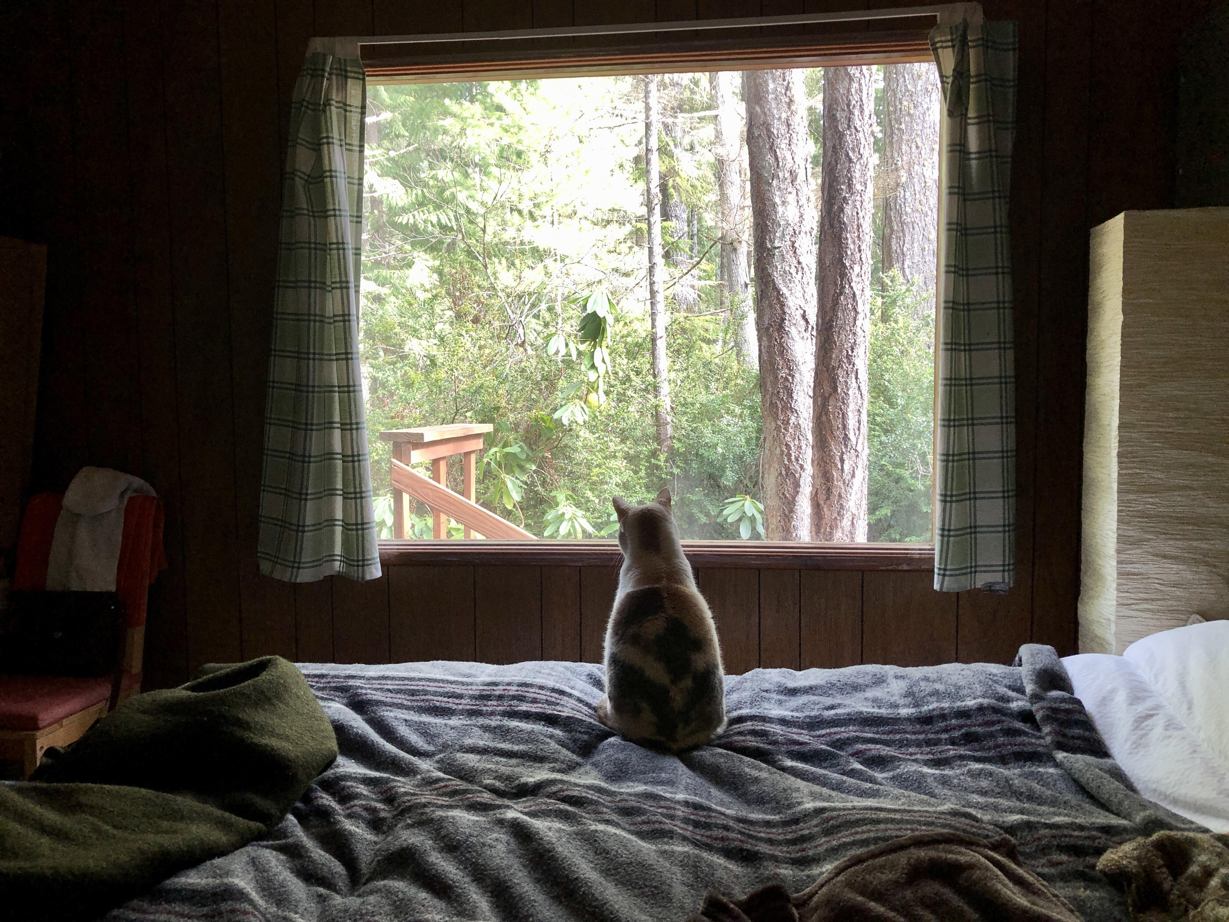 My cozy cabin in Washington | Scrolller