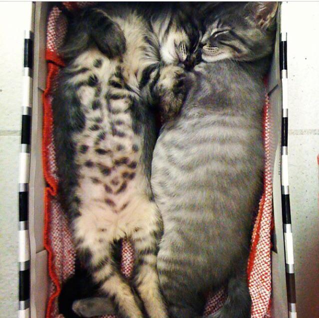 My cozy kittens in a shoebox :) | Scrolller