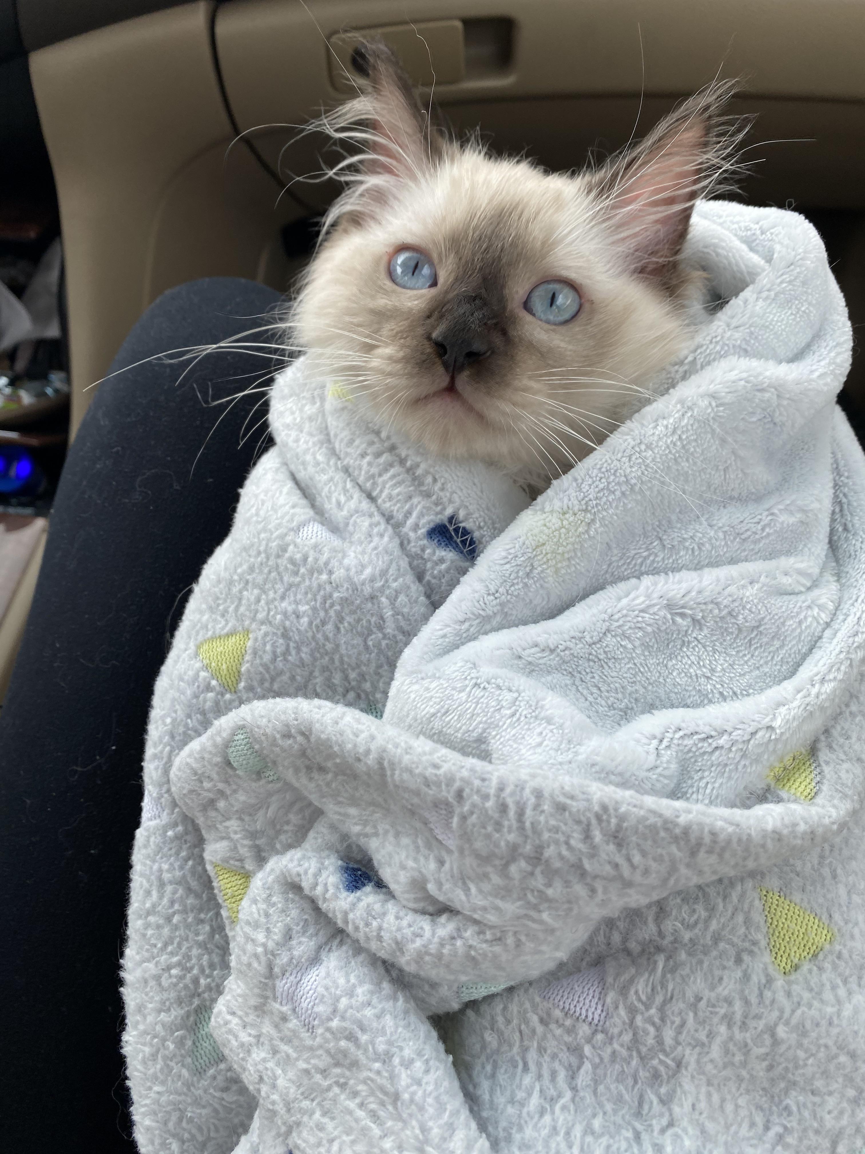My cute rag doll purrito, Charlie ️ | Scrolller