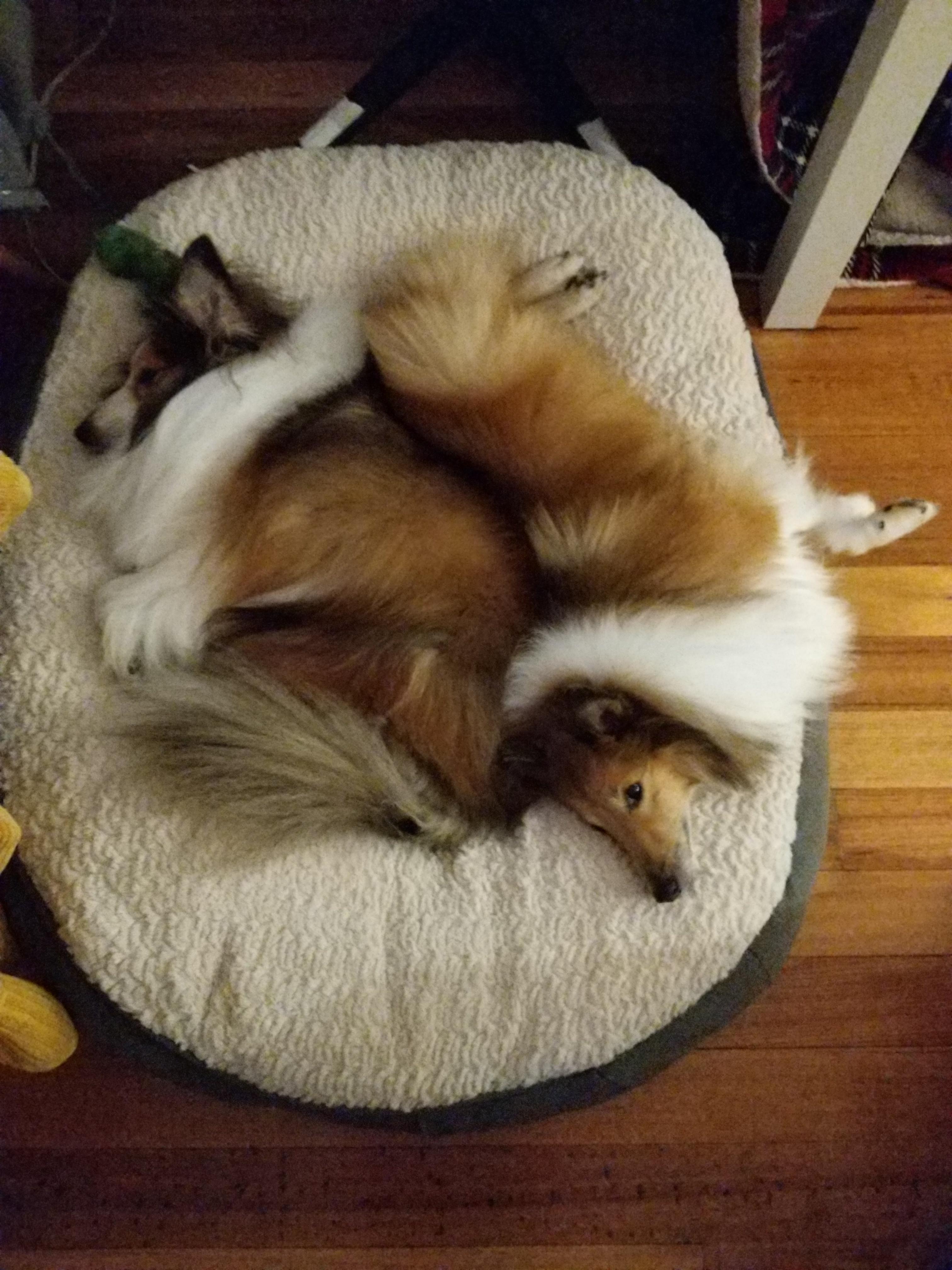 My cuties sleeping together | Scrolller