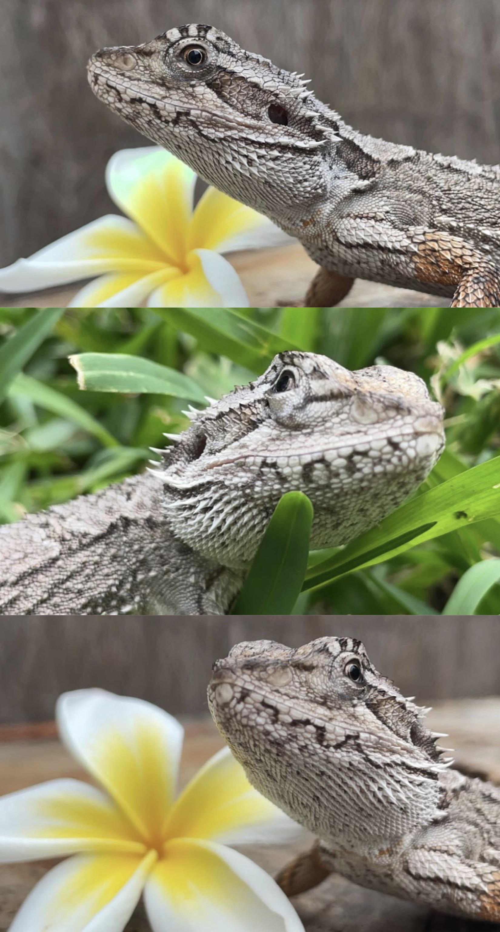 My daughter did a photoshoot with her bearded dragon | Scrolller
