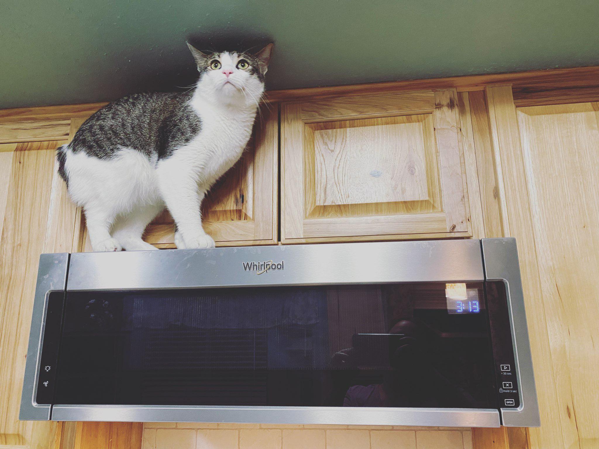 My derpy boy posting up on the microwave. He's looking at something, not sure what but it's ...