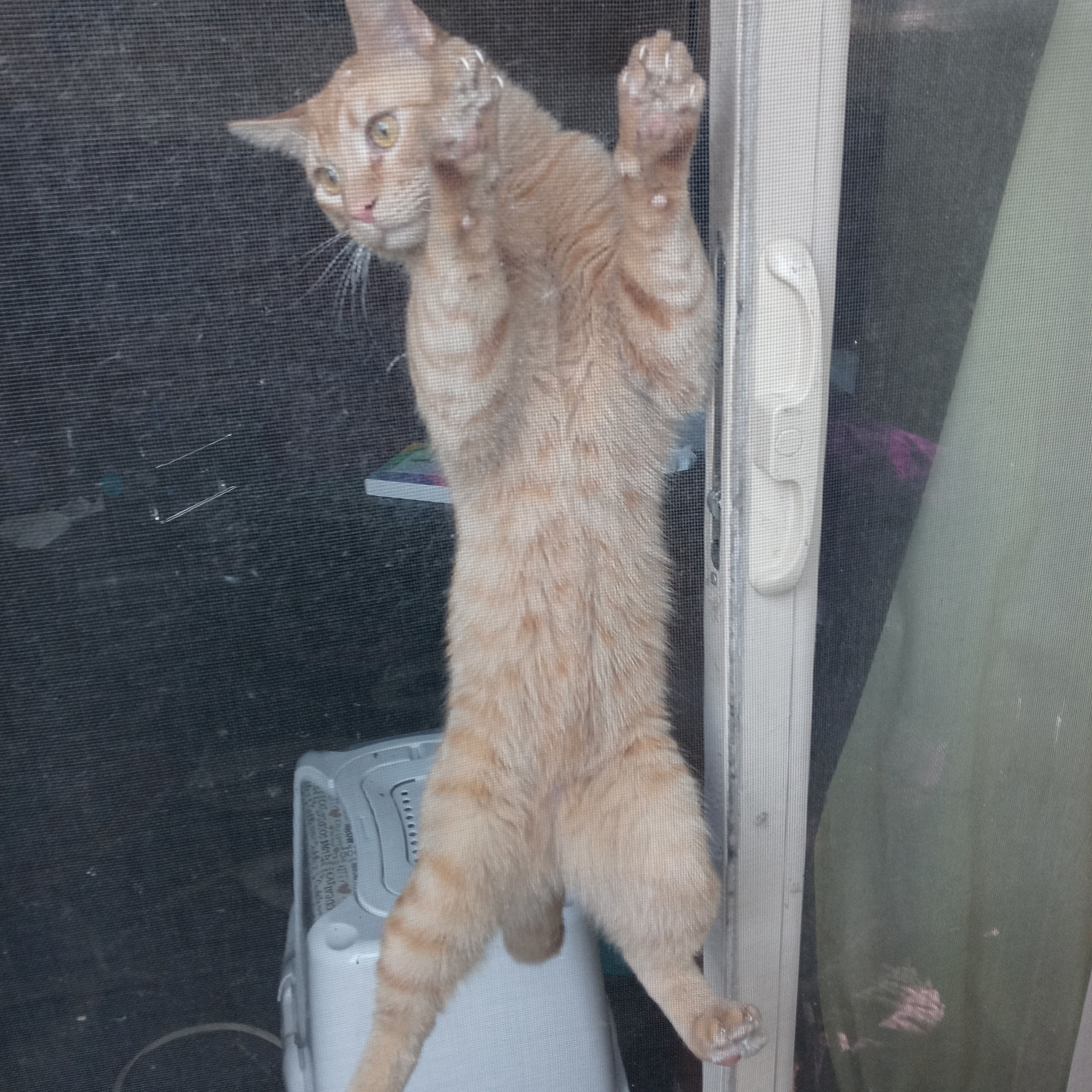 My derpy boy watching me barbecue | Scrolller