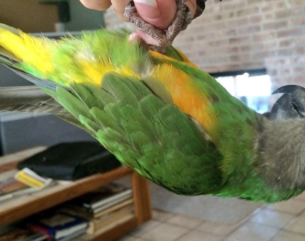My derpy parrot 🦜, Allie! | Scrolller