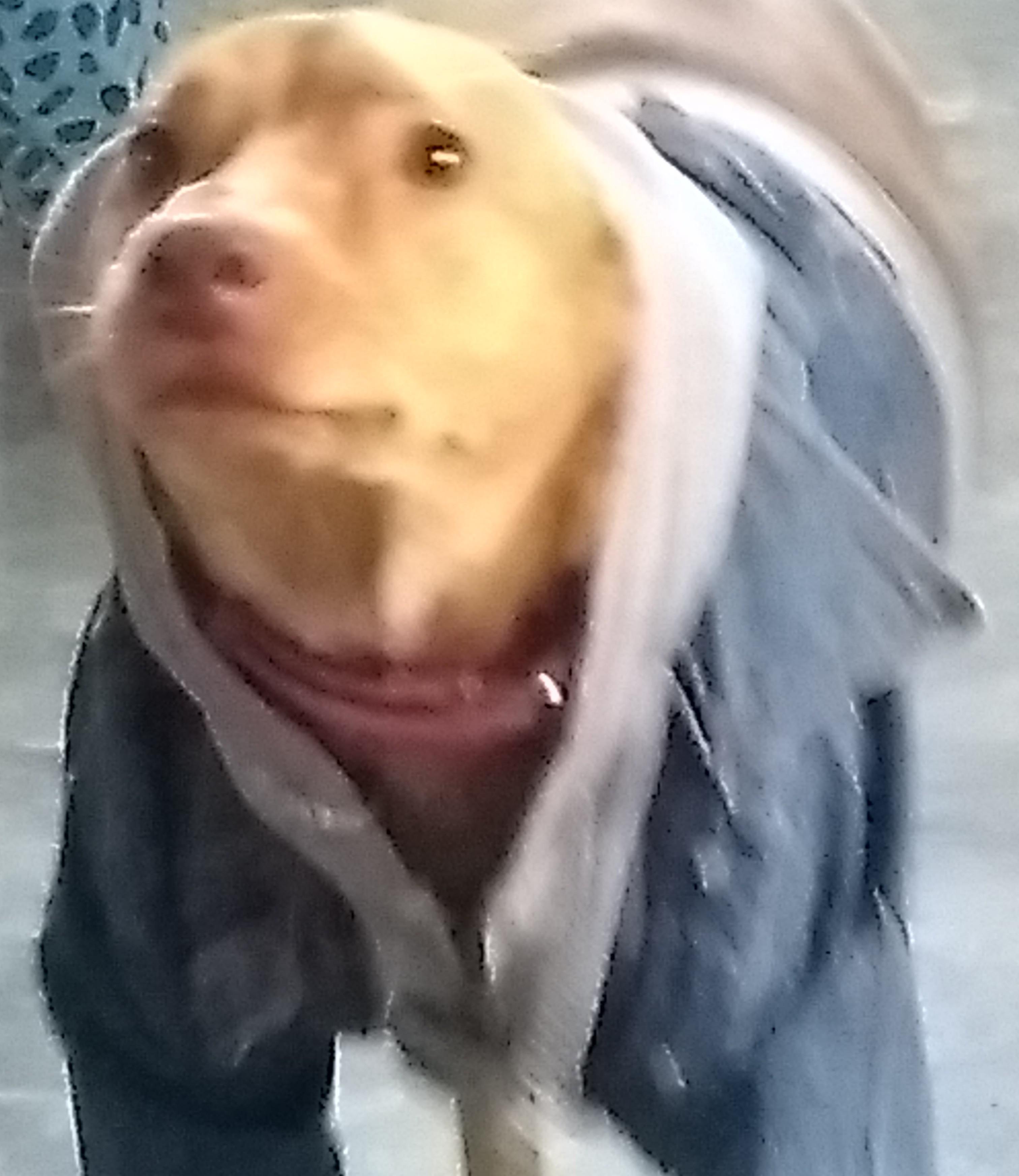 My dog Canela has the drip! | Scrolller