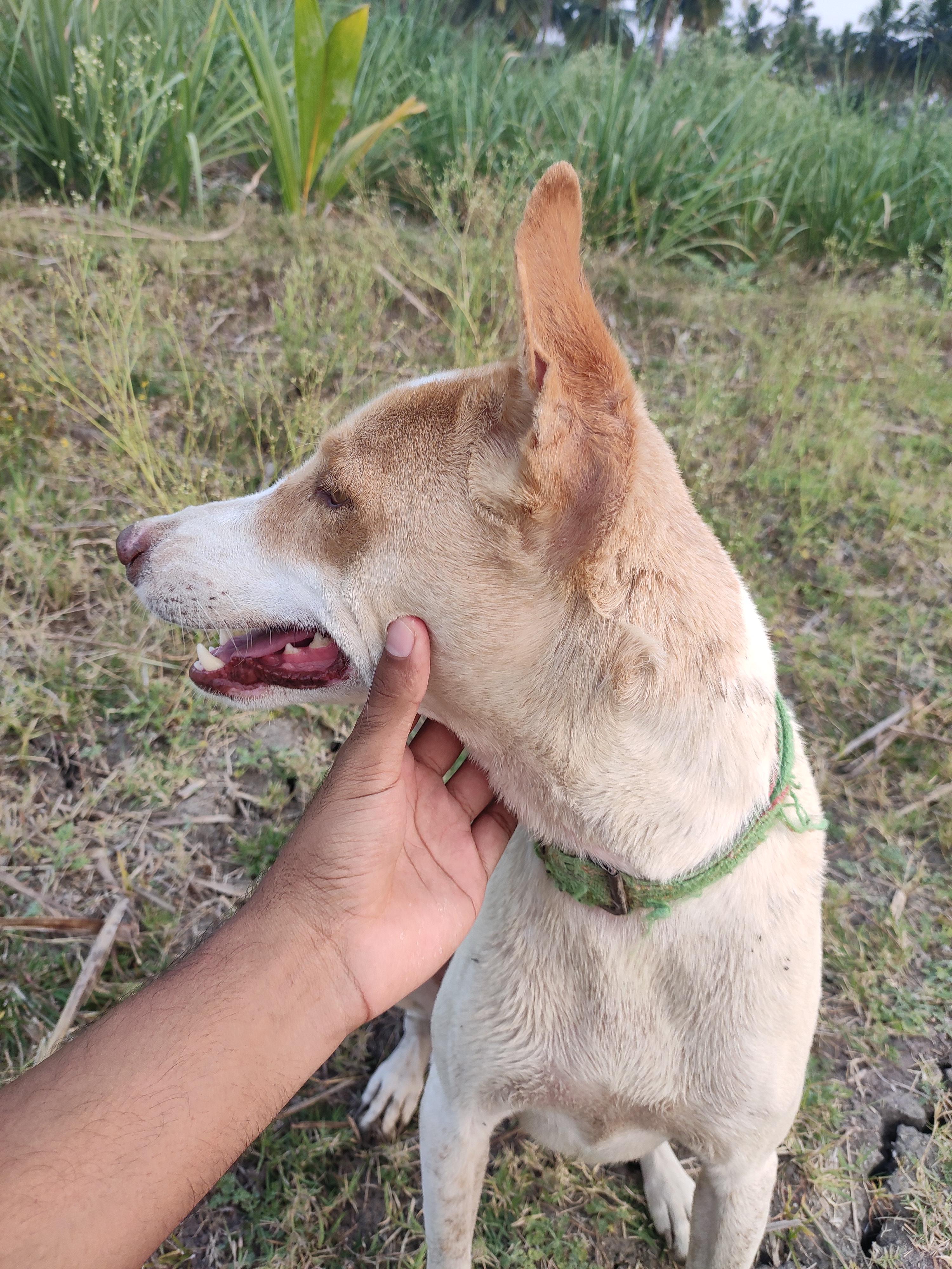 My dog is a rare "White German Shepherd, Husky and Lab Mix".😍 Cute or Not? | Scrolller
