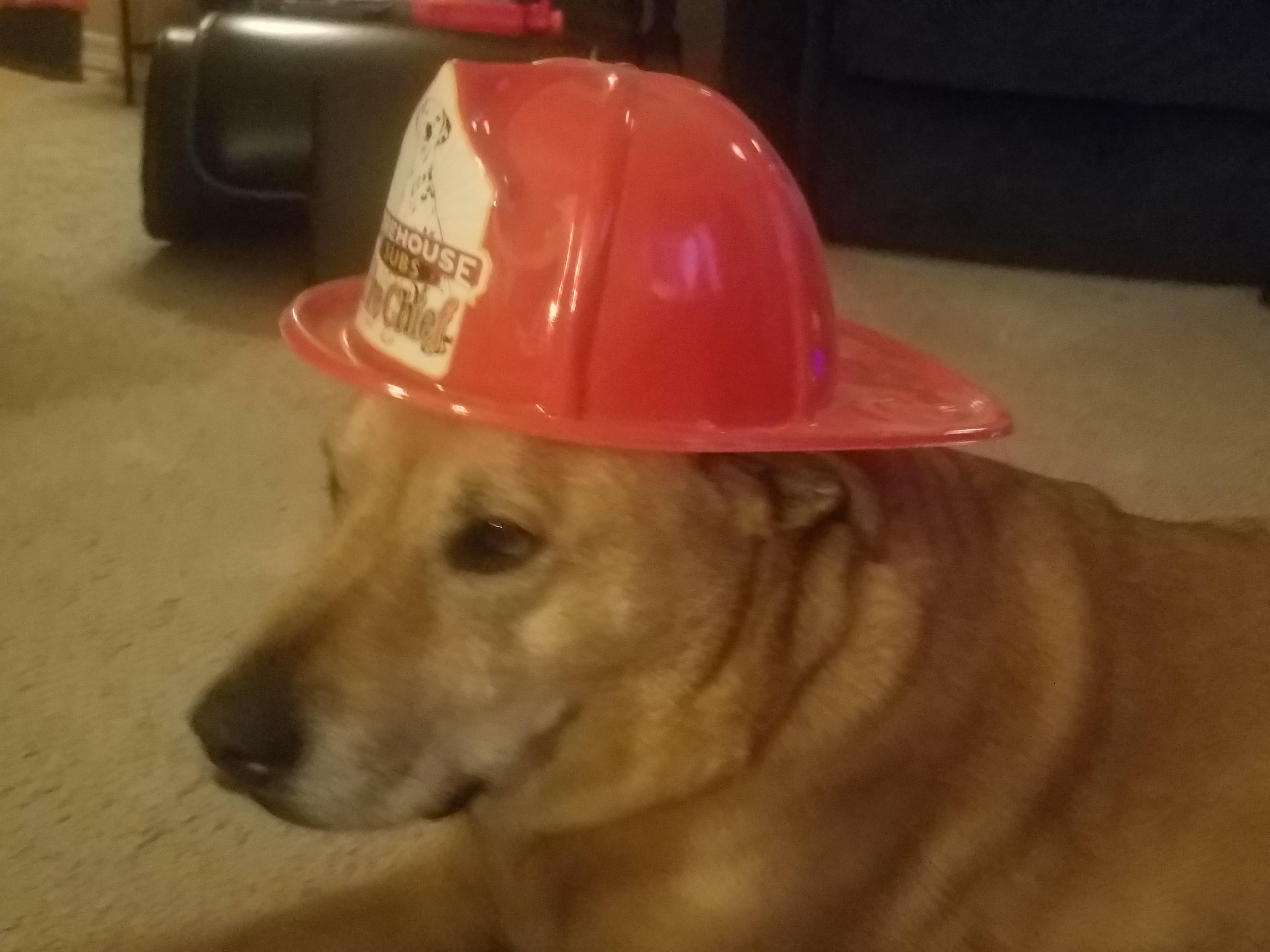 My doggo in another hat | Scrolller