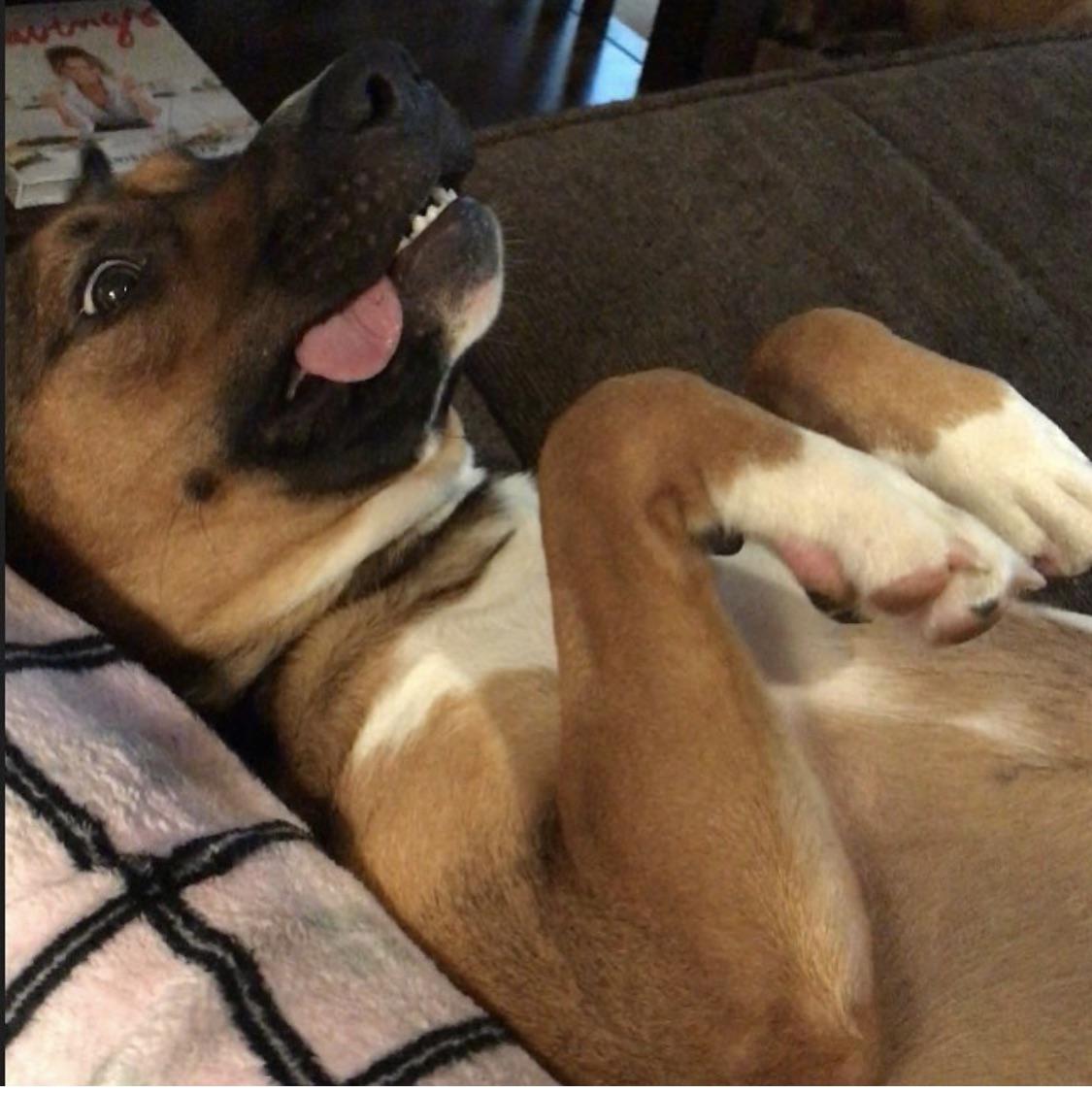 My doggo is malfunctioning. | Scrolller