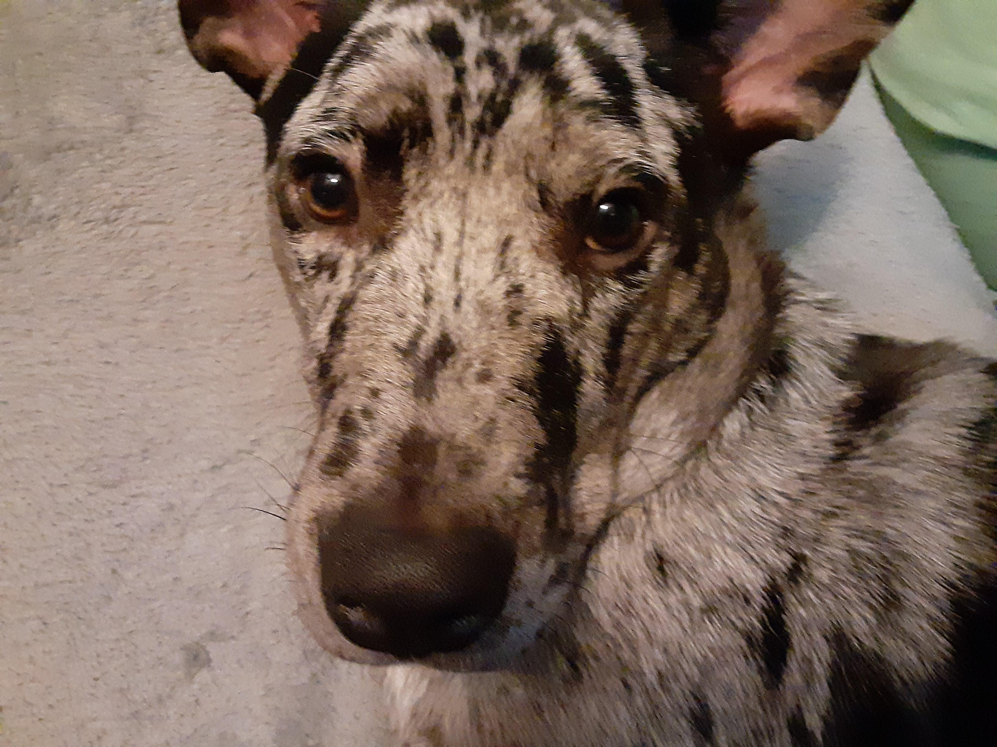 My dogs double neck. Its adorable 😁👌 | Scrolller