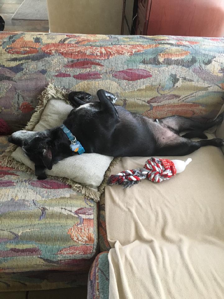 My dog's sleeping position | Scrolller