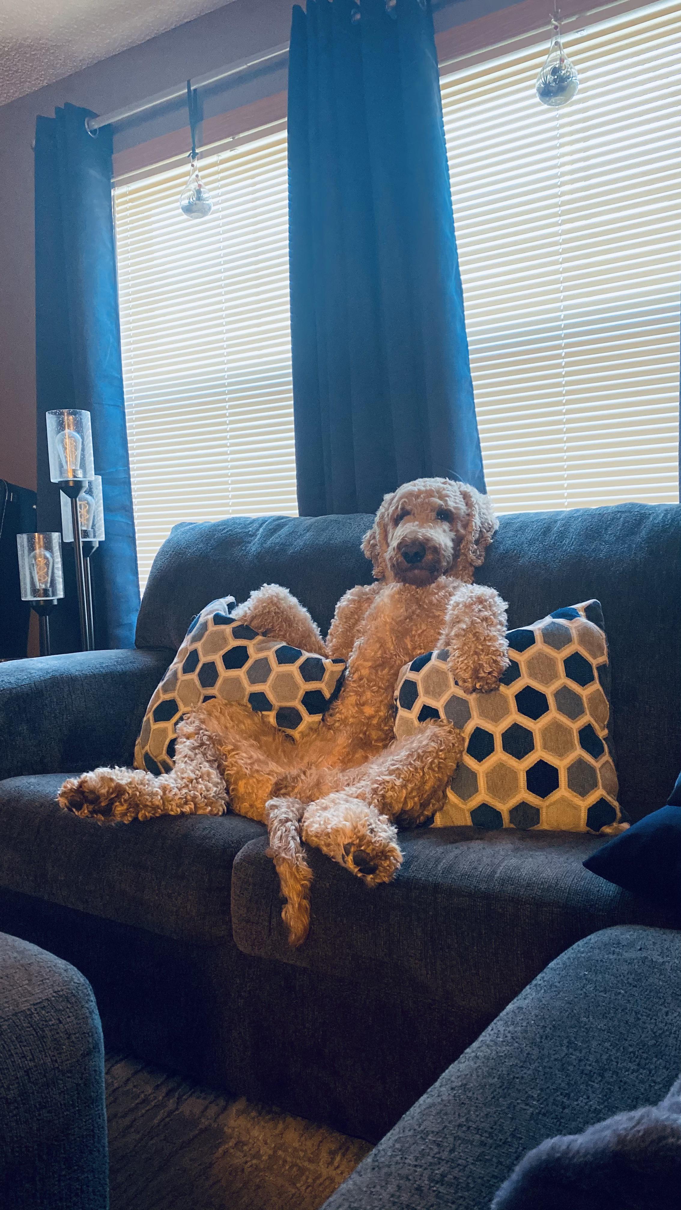 My doodle is bizarre... | Scrolller