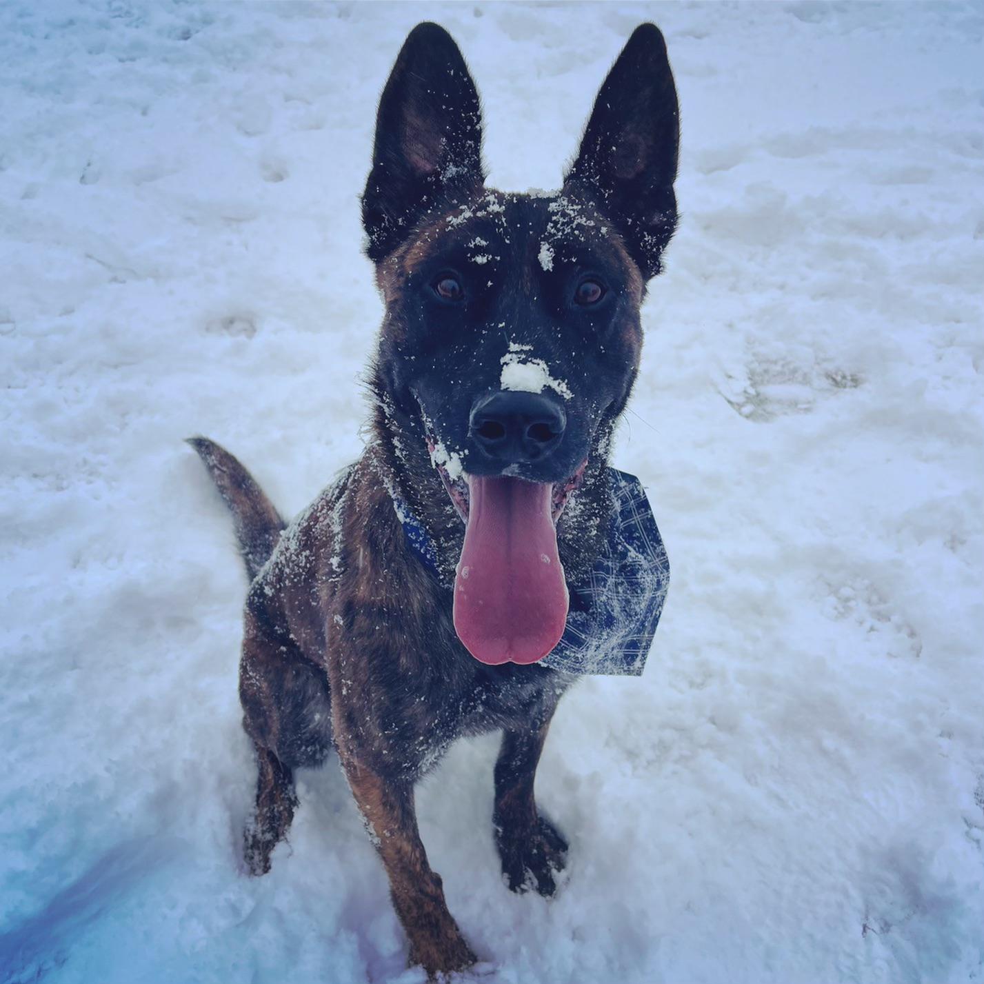 My Dutchie loves the snow! | Scrolller