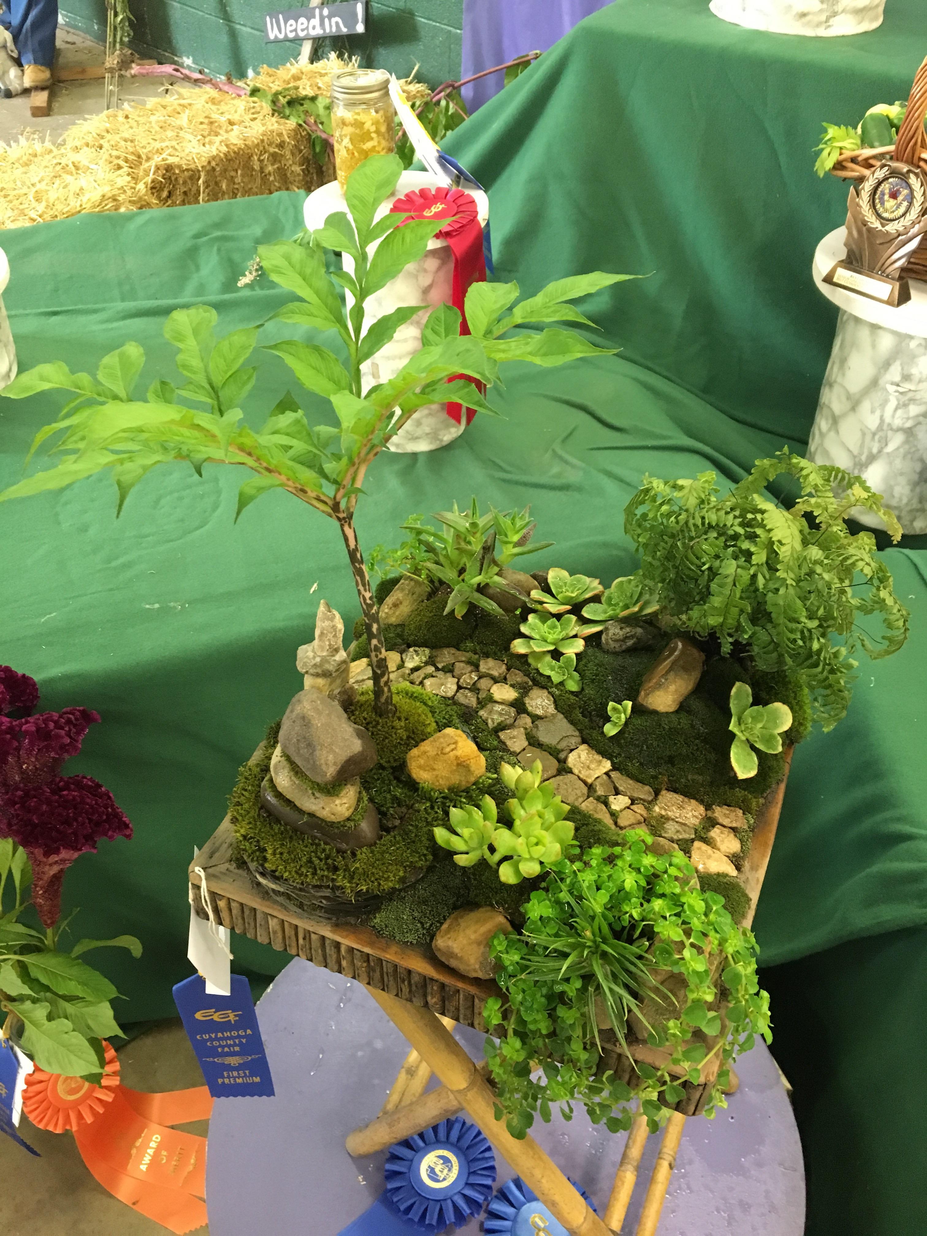 My fair entry | Scrolller