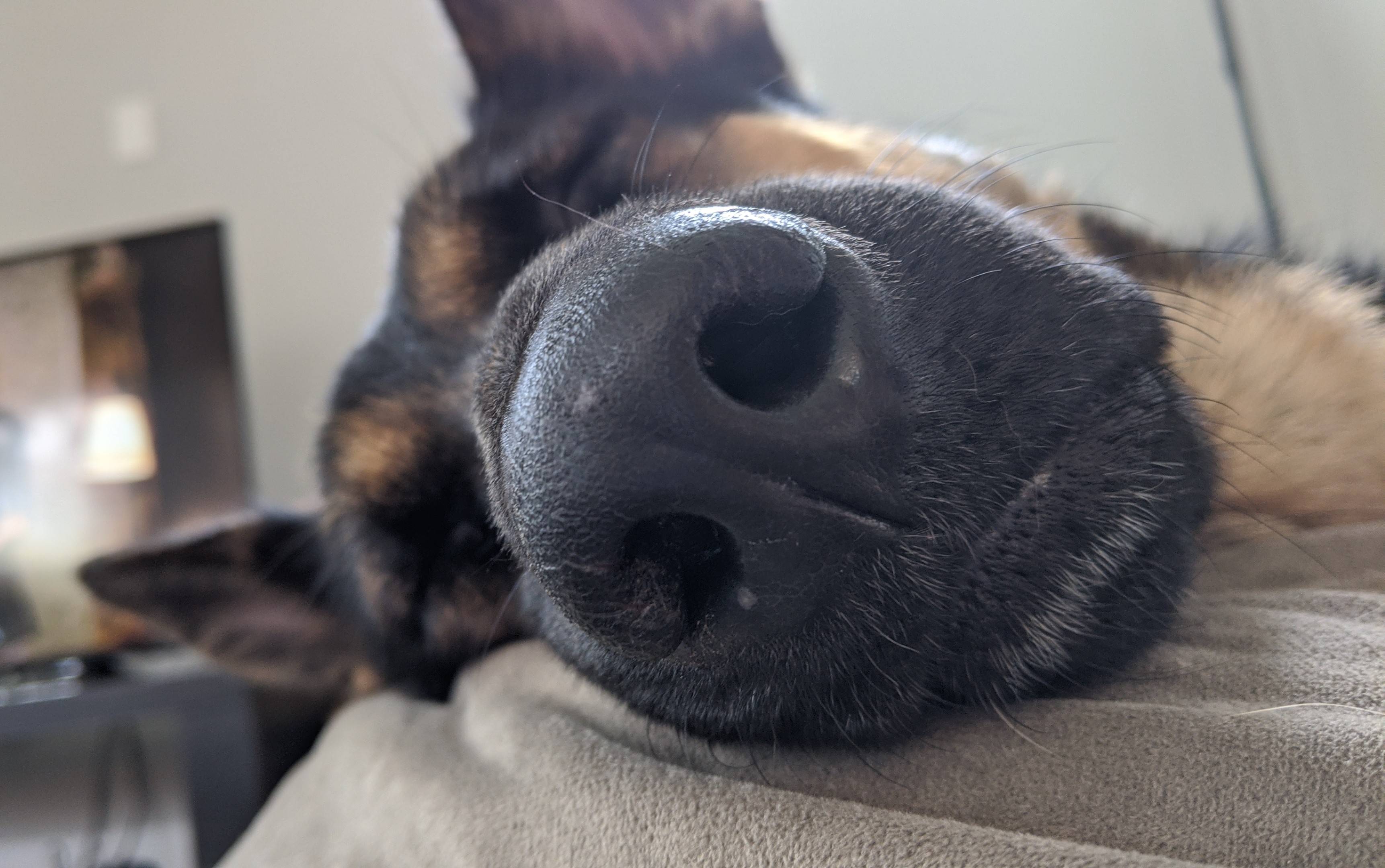 My Favorite Snoot 🥰 | Scrolller