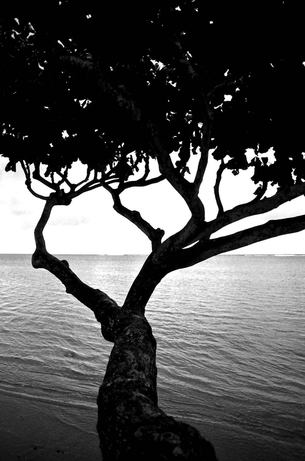 My Favorite Tree on Anini Beach - 35mm Ilford Delta 400 | Scrolller