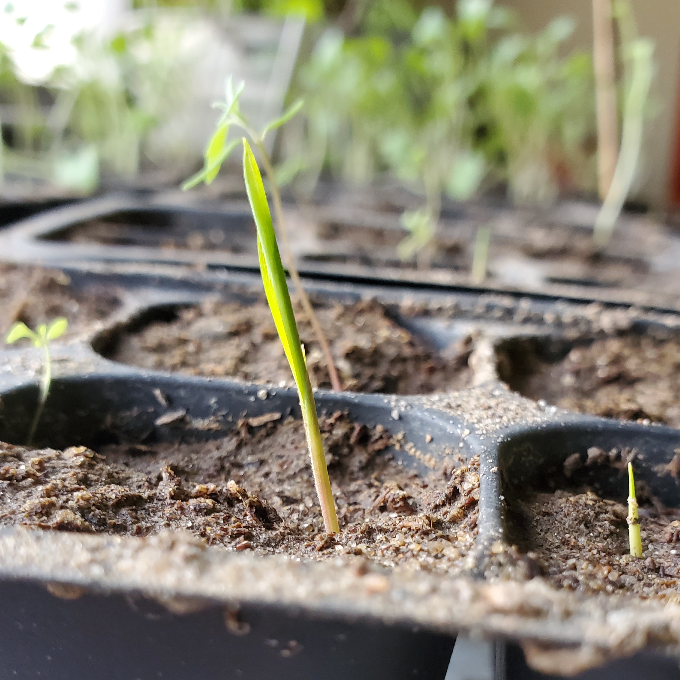 My first black bamboo sprout | Scrolller