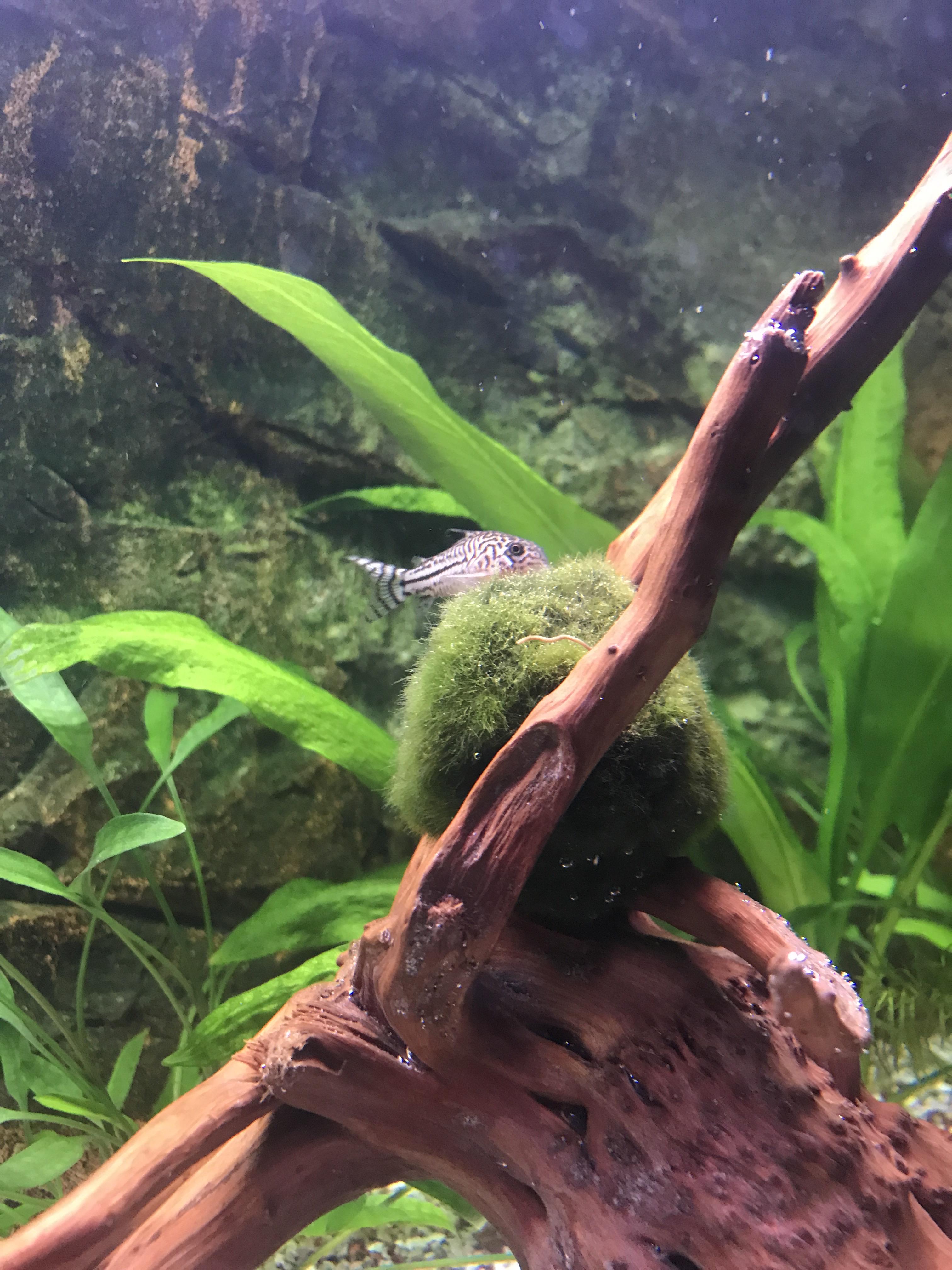 My first corydoras ever! | Scrolller