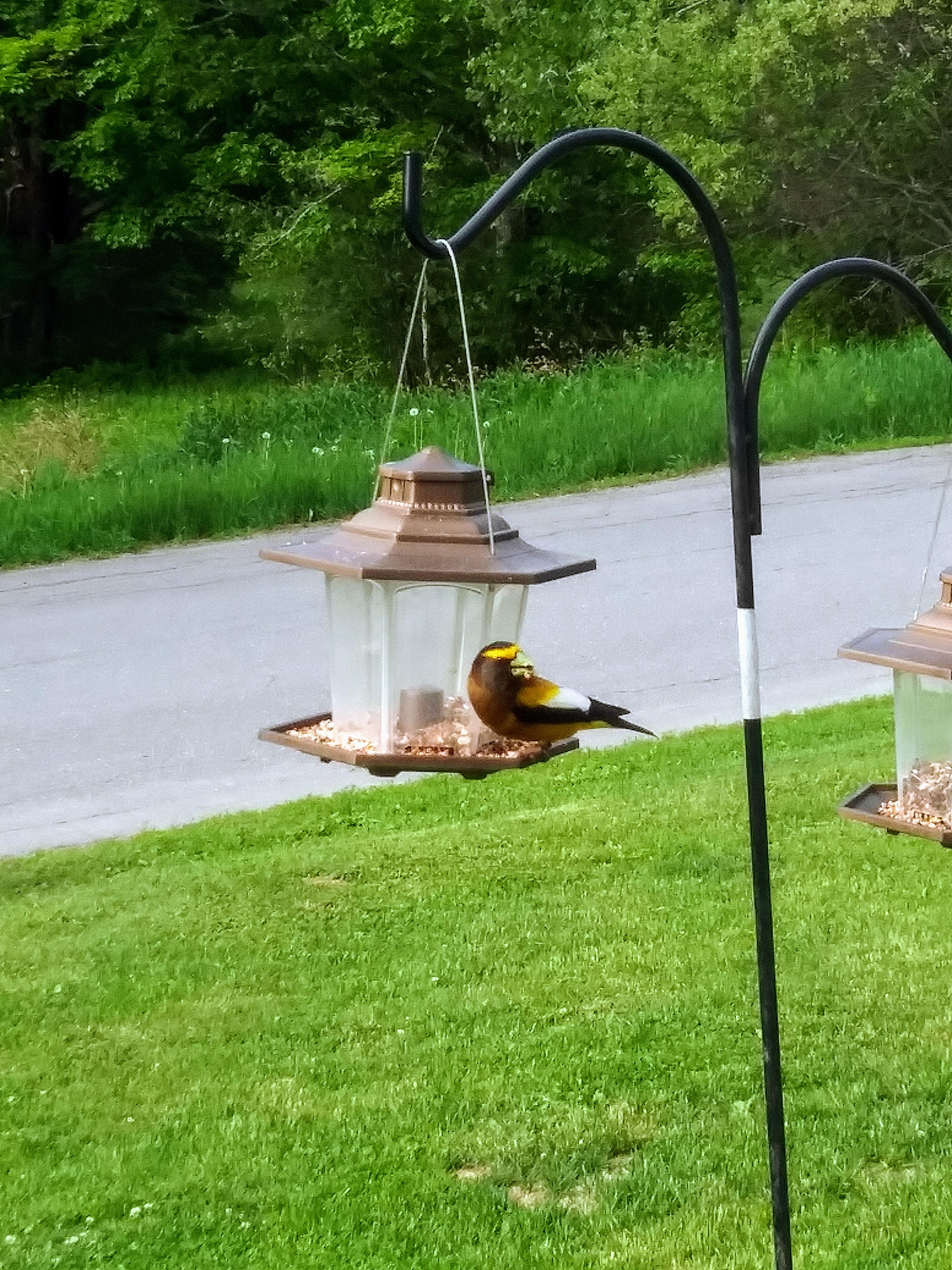 My first ever Evening Grossbeak 💛 (Moosehead Lake region, Maine) | Scrolller