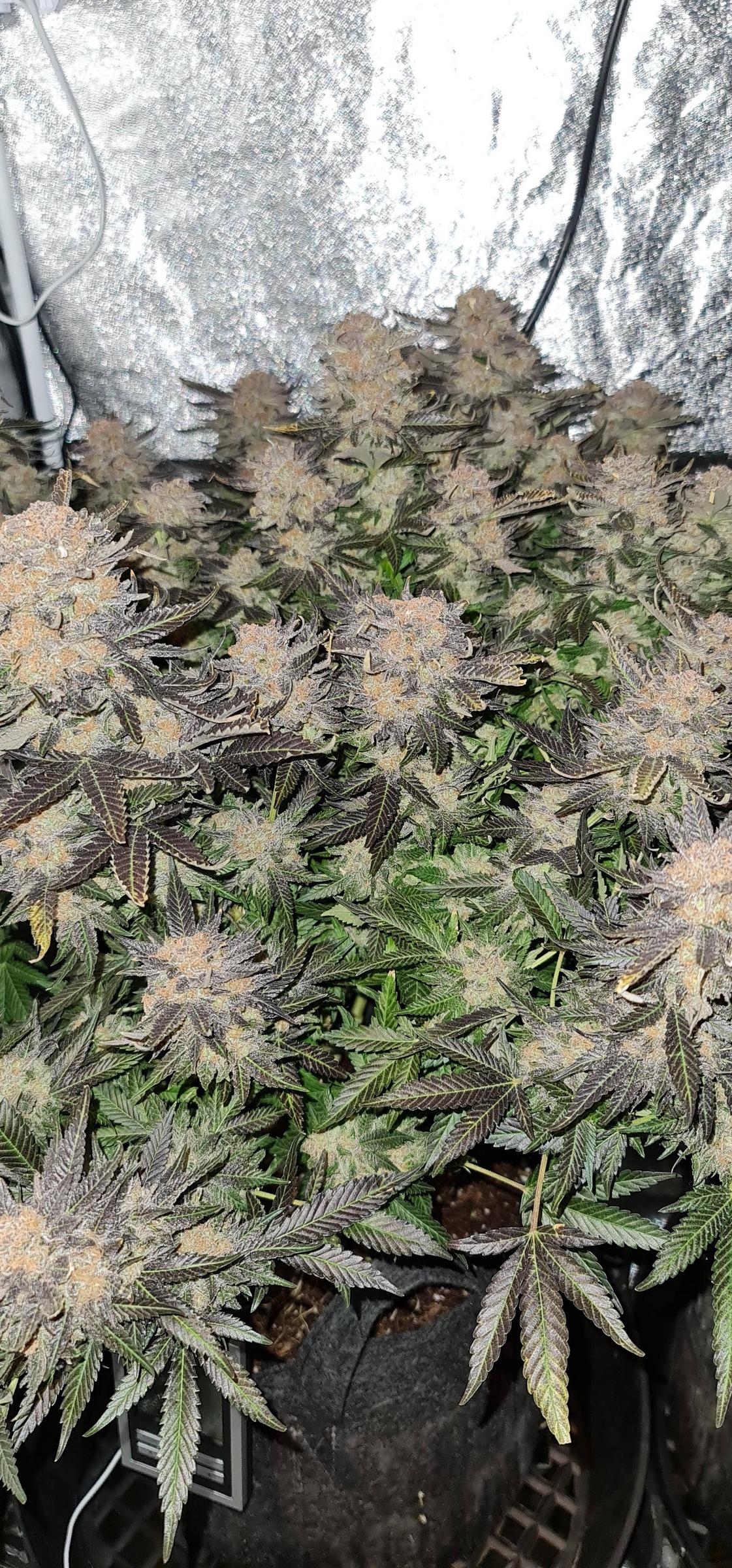 My first ever grow, Skywalker OG!! | Scrolller