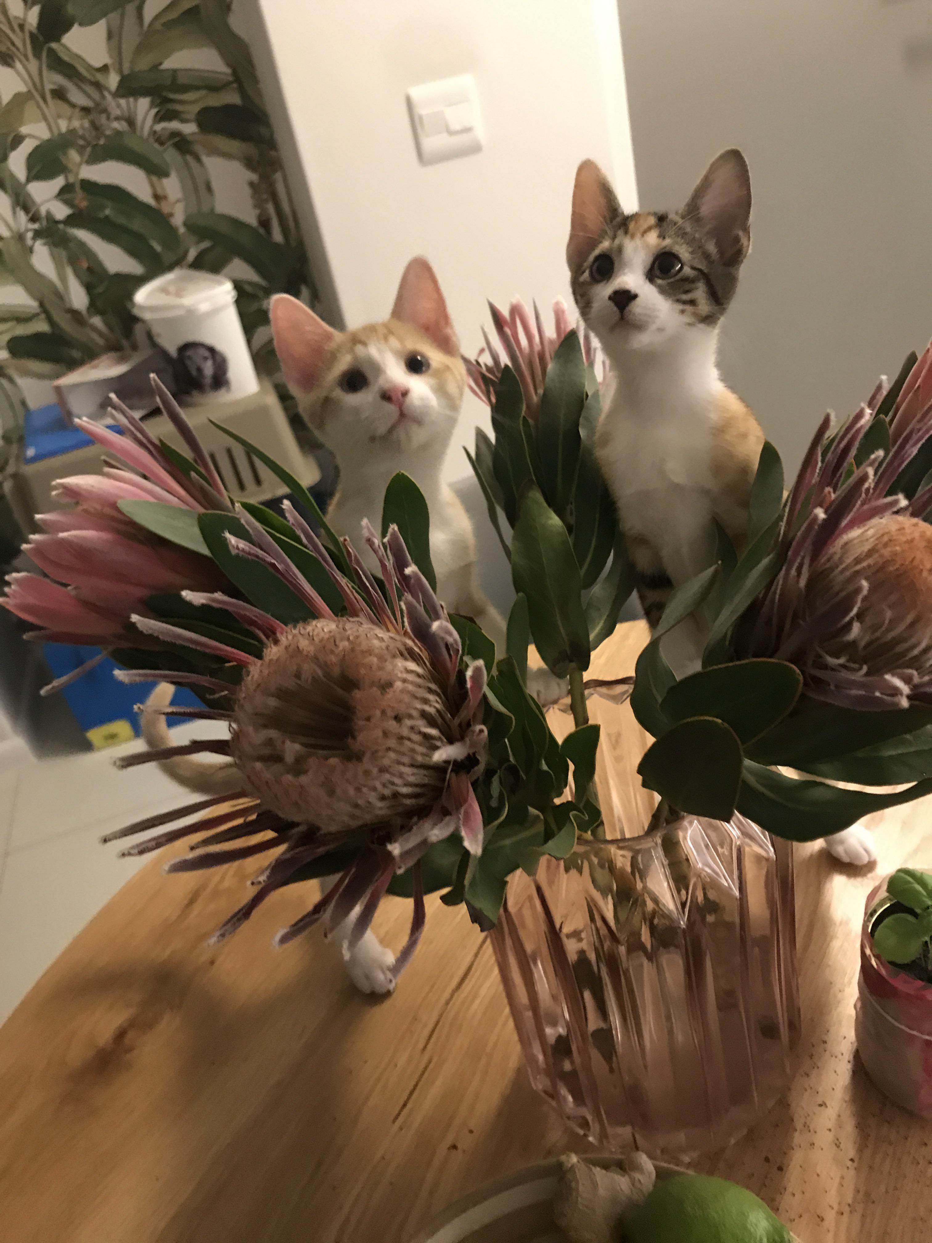 My first foster babies from a while ago. They were adopted together. | Scrolller