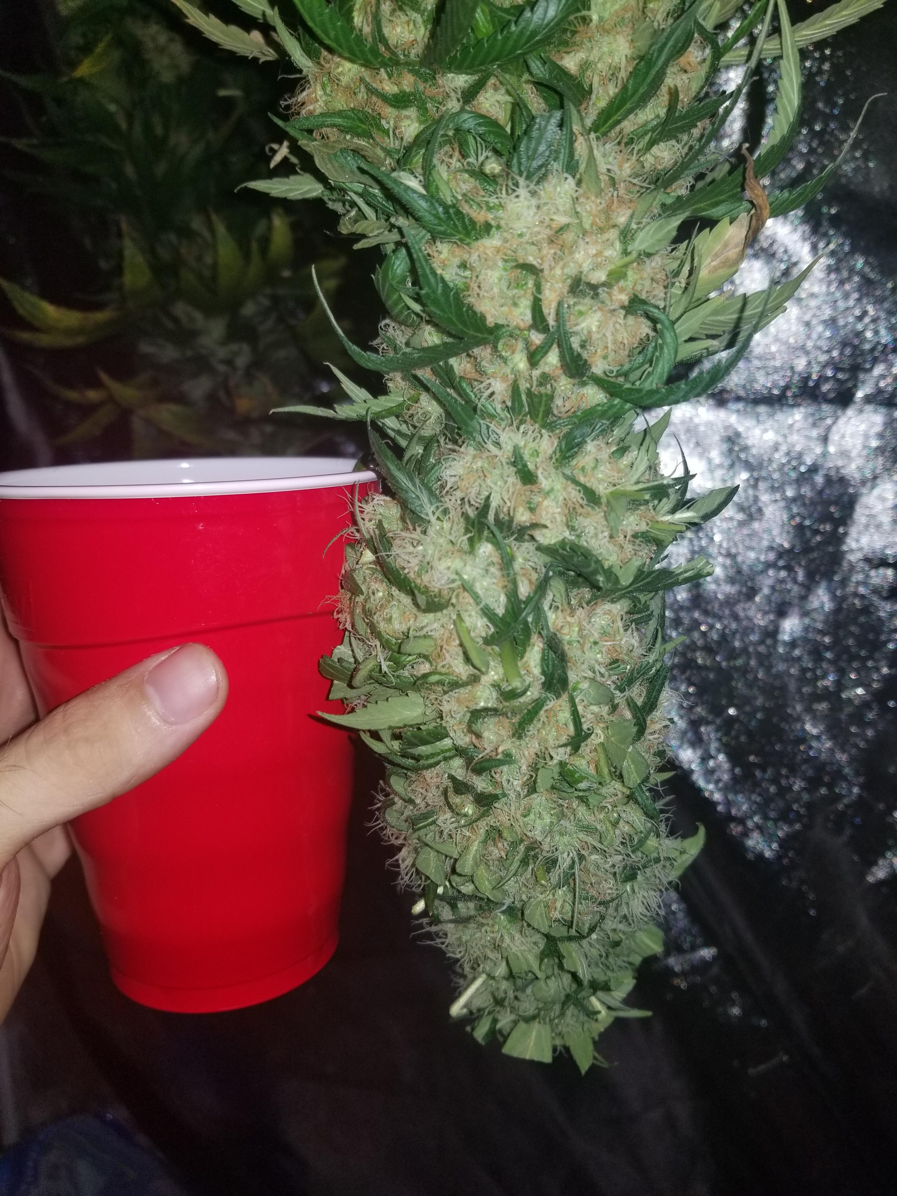 My first grow is now drying! | Scrolller